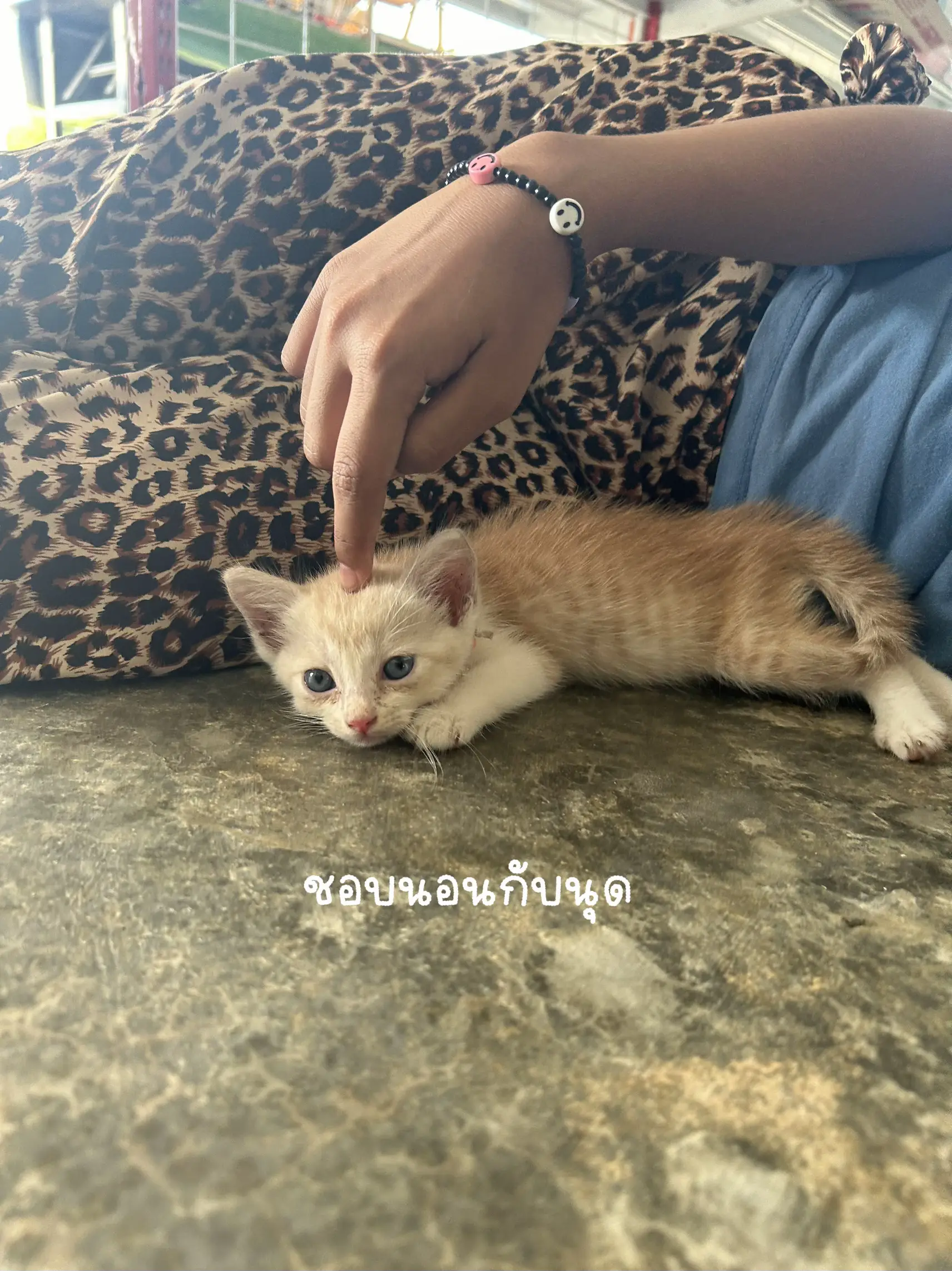 เมื่อ…เจ้าแมวตัวจิ๋วกลับดาวแมวไม่ทันตั้งตัว | แกลเลอรีที่โพสต์โดย Jusmi ...