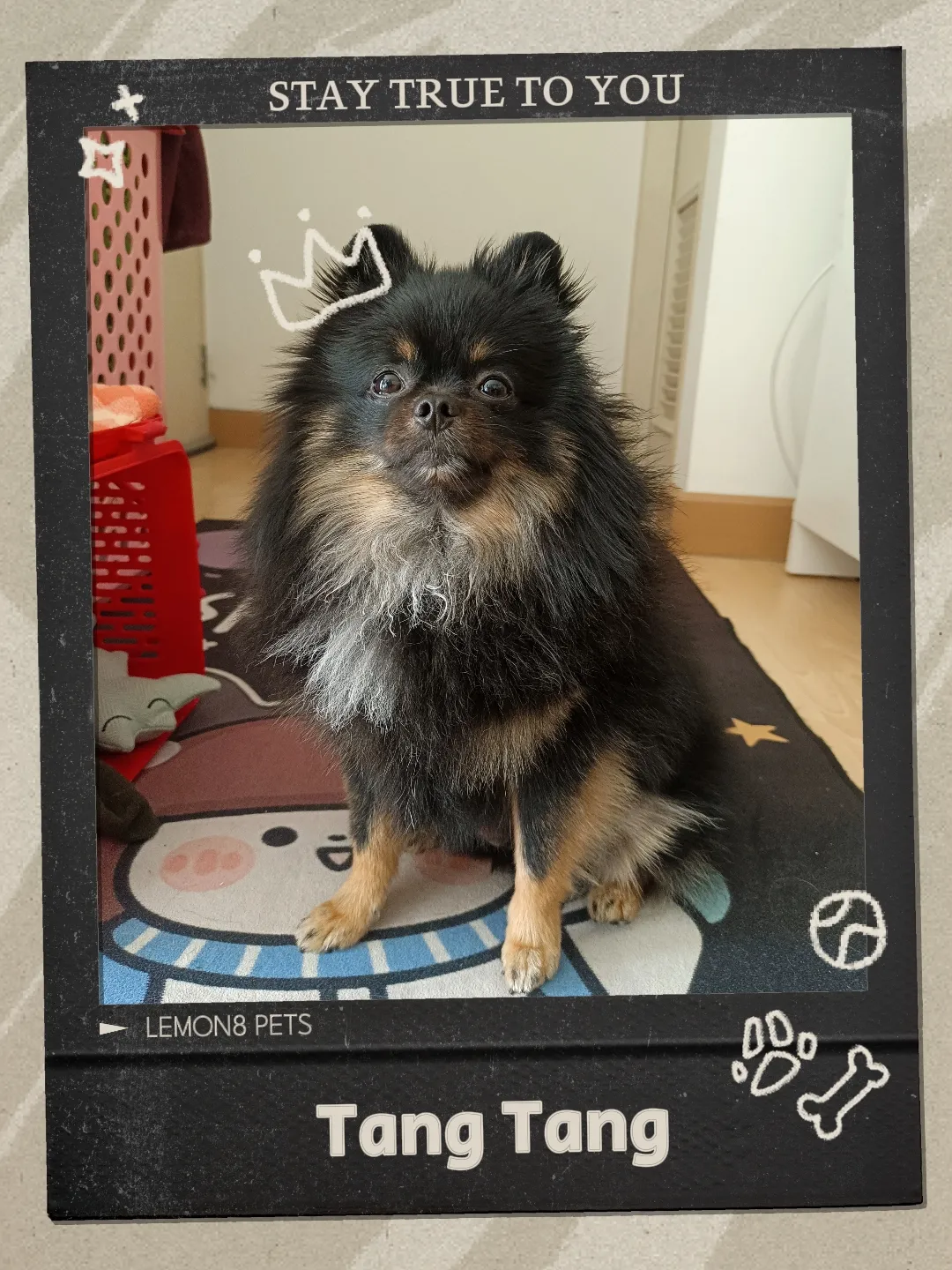 soooo cute 📸 🐶 | แกลเลอรีที่โพสต์โดย Kaidäo🍳 | Lemon8