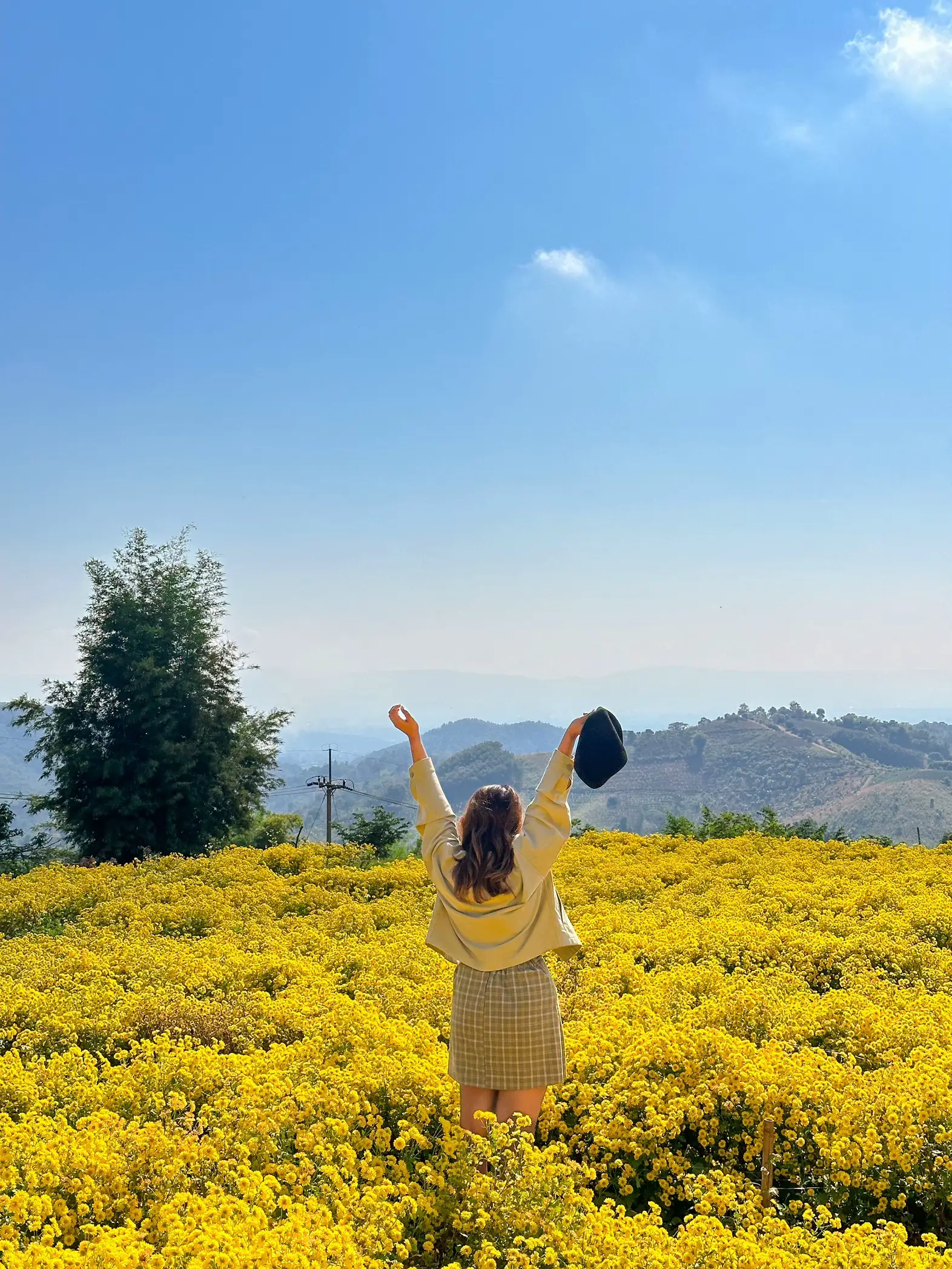 📸🌼⛰️ พิกัดถ่ายรูปใหม่ ทุ่งดอกเก็กฮวยและวิวเขาเชียงราย | แกลเลอรีที่ ...