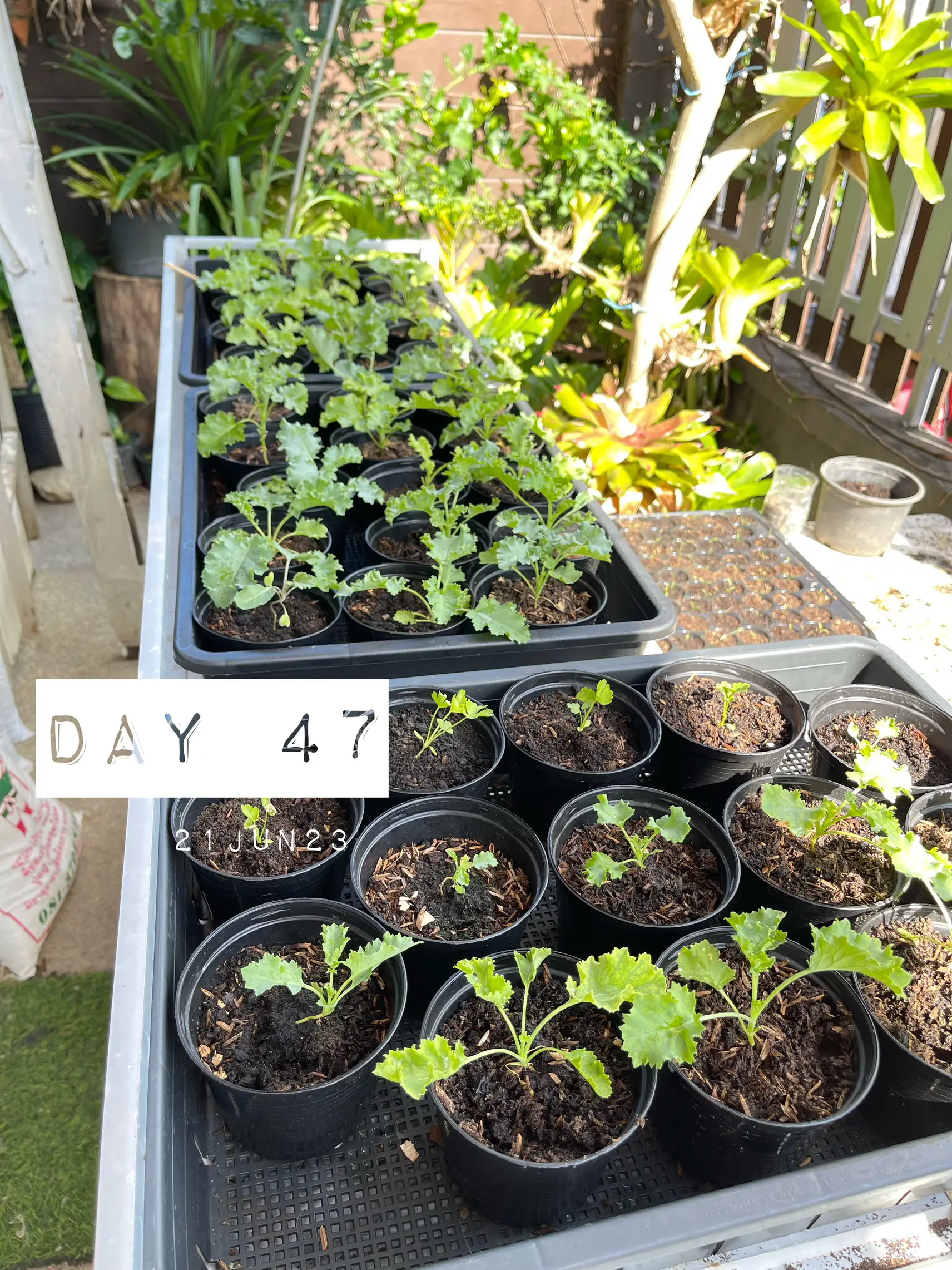 🪴Hello Kale ราชินีผัก🪴 | Punchが投稿したフォトブック | Lemon8