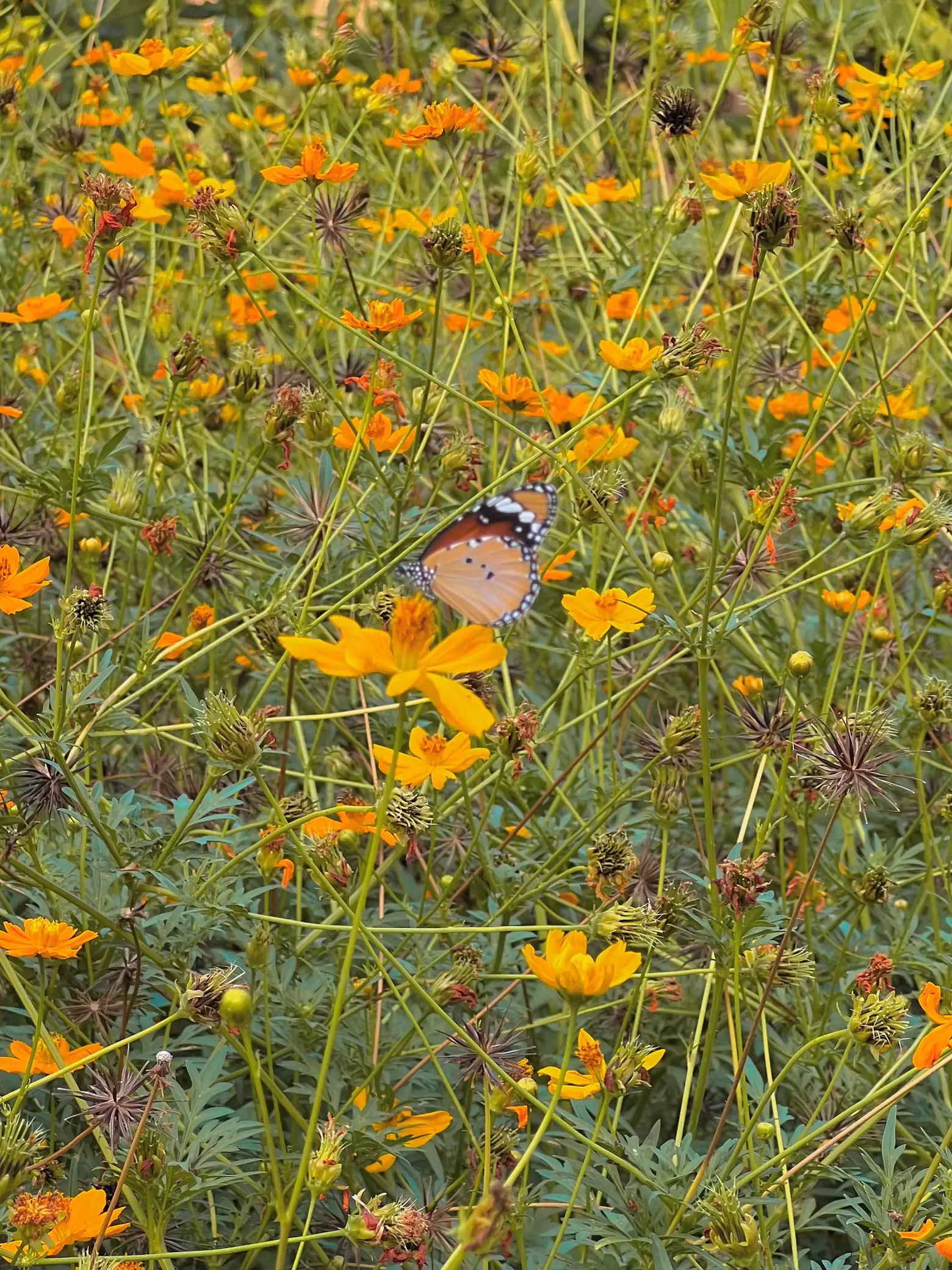 SUAN LUANG RAMA IX สวนหลวงร.9 | แกลเลอรีที่โพสต์โดย เมษา🧸 | Lemon8