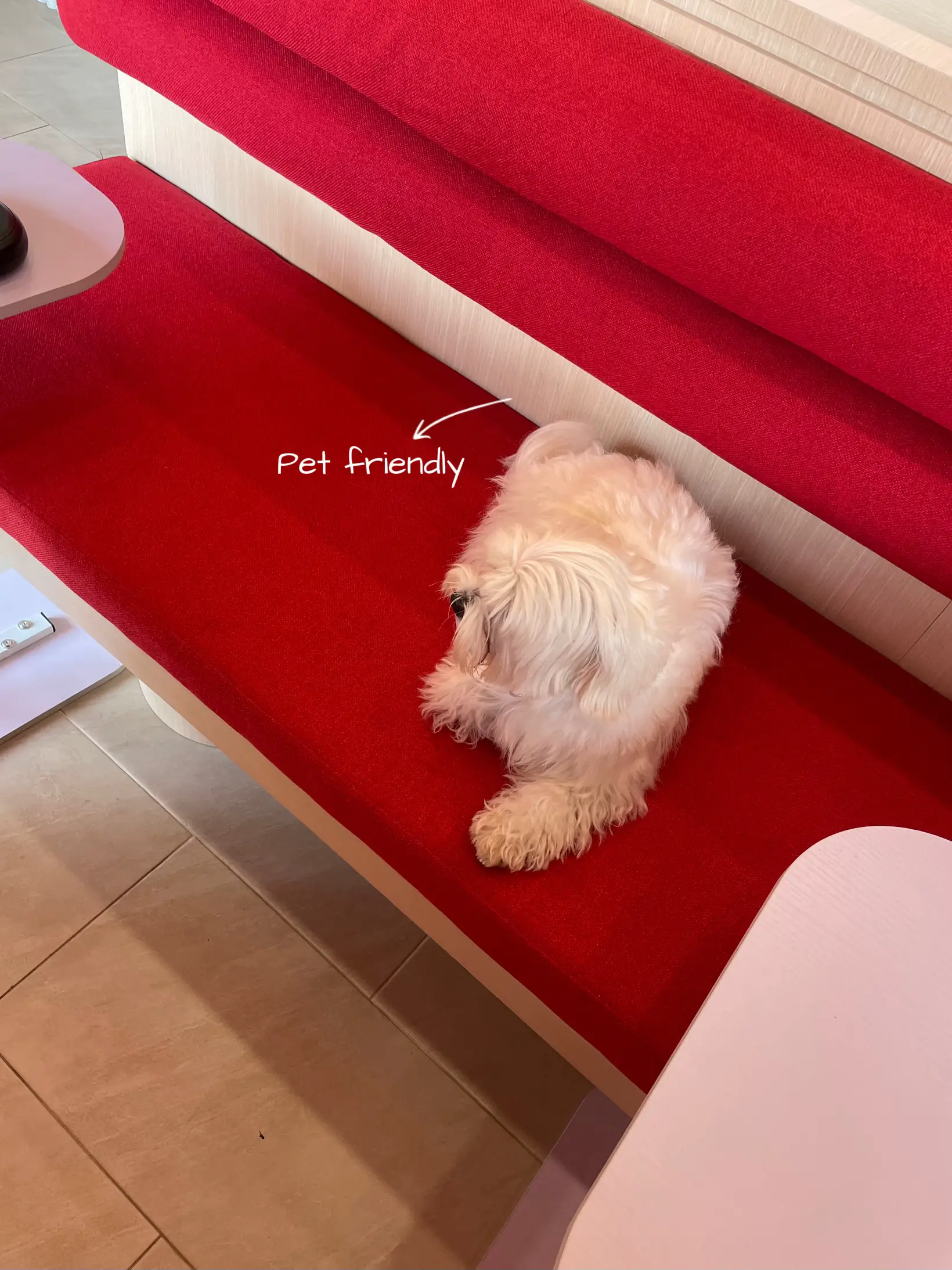 Bud smoothie 🍋🍏🍊🍎🫐🍓🍍🍌🥝🥥 (เชียงใหม่)🐶 | แกลเลอรีที่โพสต์โดย Pat. | Lemon8