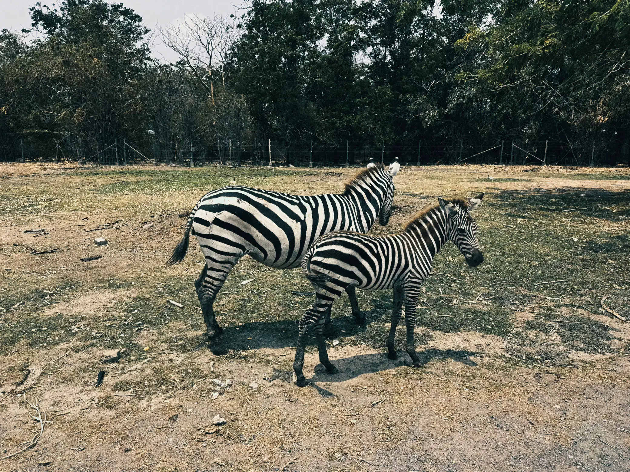 🦒 Safari World ขับรถชมสัตว์ EP.1 | แกลเลอรีที่โพสต์โดย Apinya Klawkreu ...