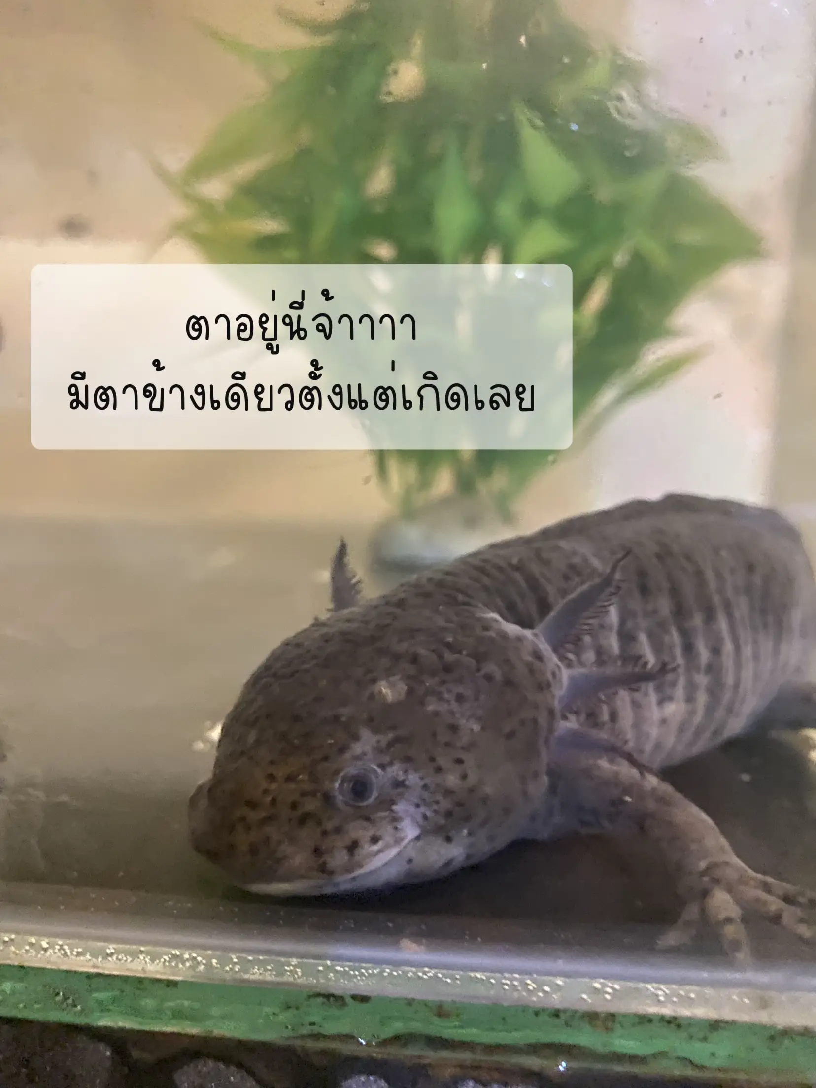 หมาน้ำขึ้นบกได้ไหม | แกลเลอรีที่โพสต์โดย Jibby.Axolotl | Lemon8