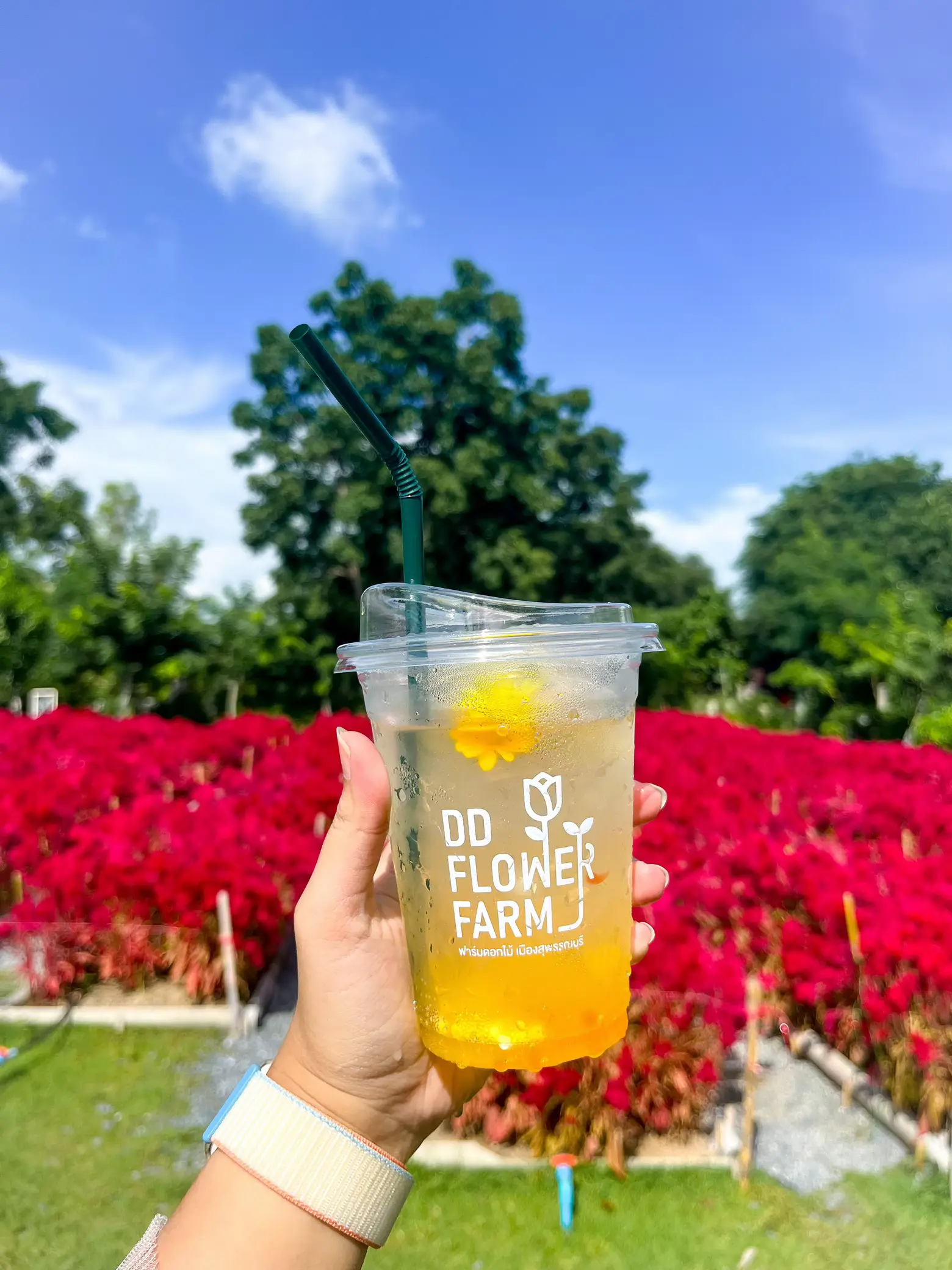 DD Flower Farm 🌷💐🪻🌼🌻 | แกลเลอรีที่โพสต์โดย Thanyarat.b | Lemon8