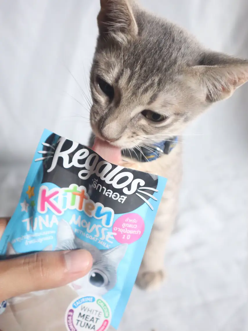 ขนมแมวเลียliebao - การค้นหาใน Lemon8