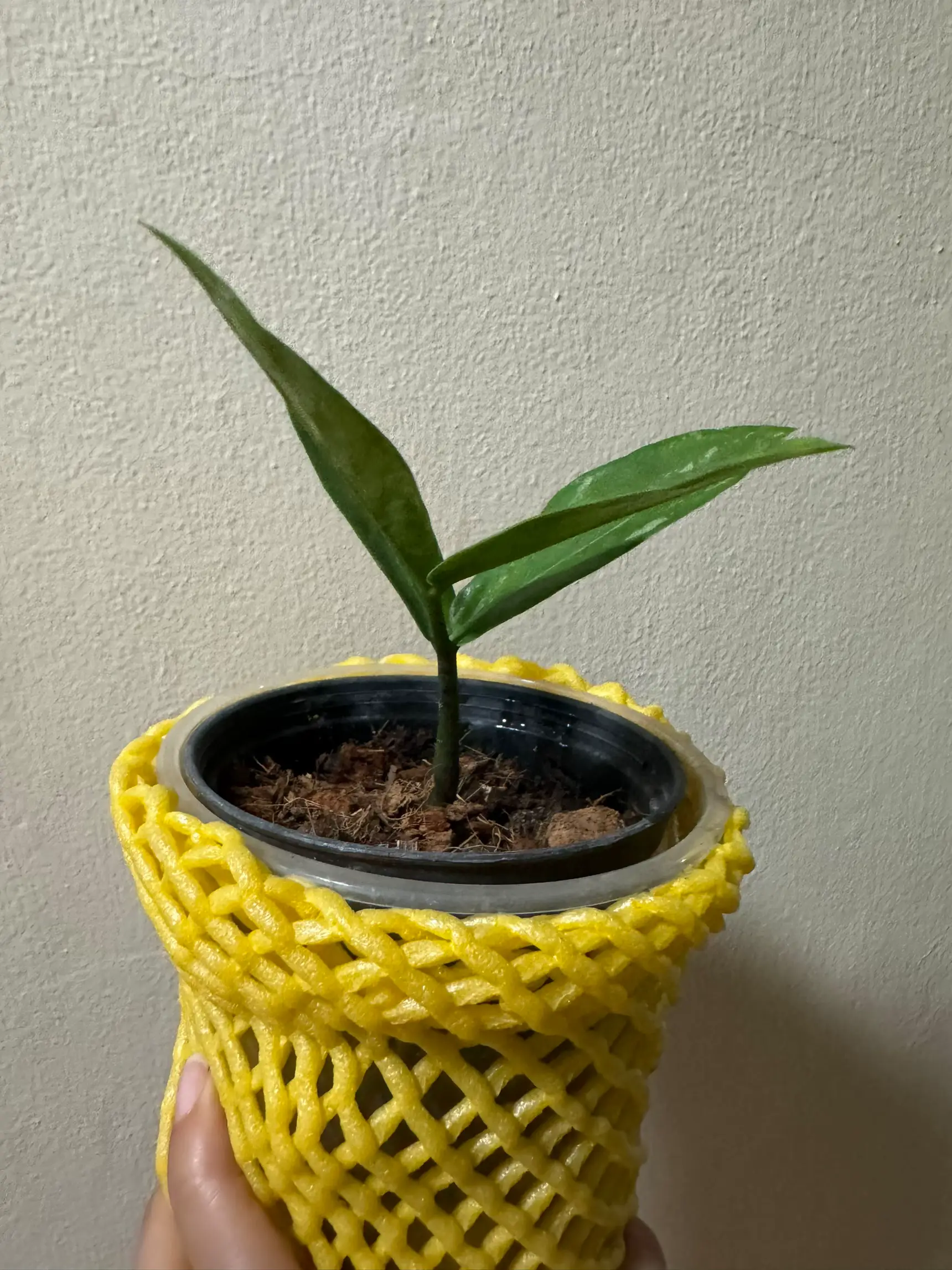 Emerald, Auspicious Tree | Gallery posted by หน่อย lalada ka | Lemon8