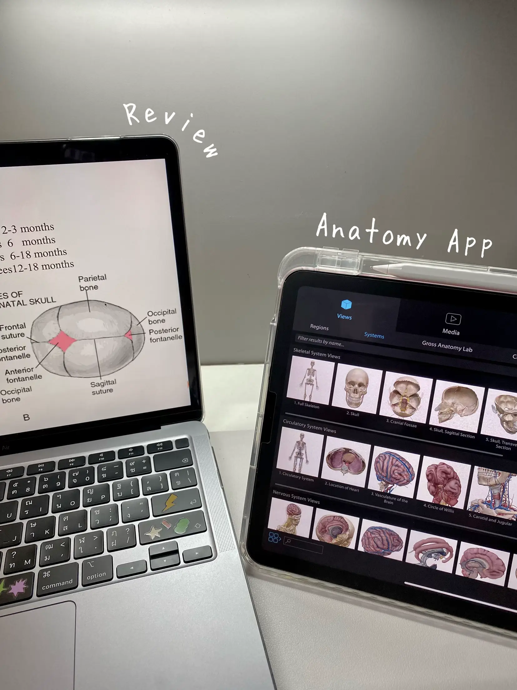 ซื้อ Anatomy App ดีมั้ย? คุ้มมั้ย? | แกลเลอรีที่โพสต์โดย Nutcha B | Lemon8