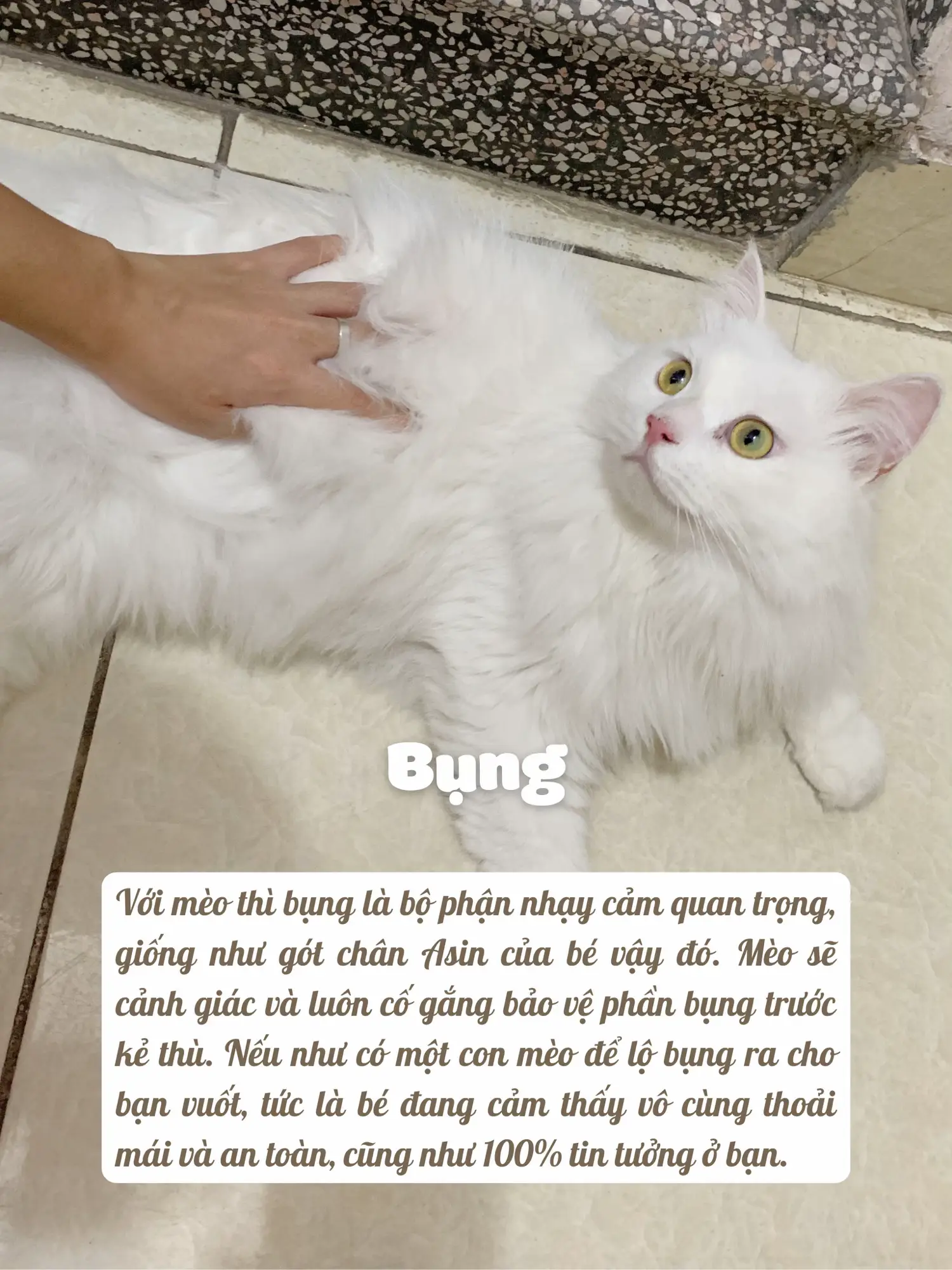 NHỮNG BỘ PHẬN TUYỆT ĐỐI KHÔNG CHẠM TRÊN CƠ THỂ MÈO | Bộ sưu tập do Nhà của Sú đăng | Lemon8