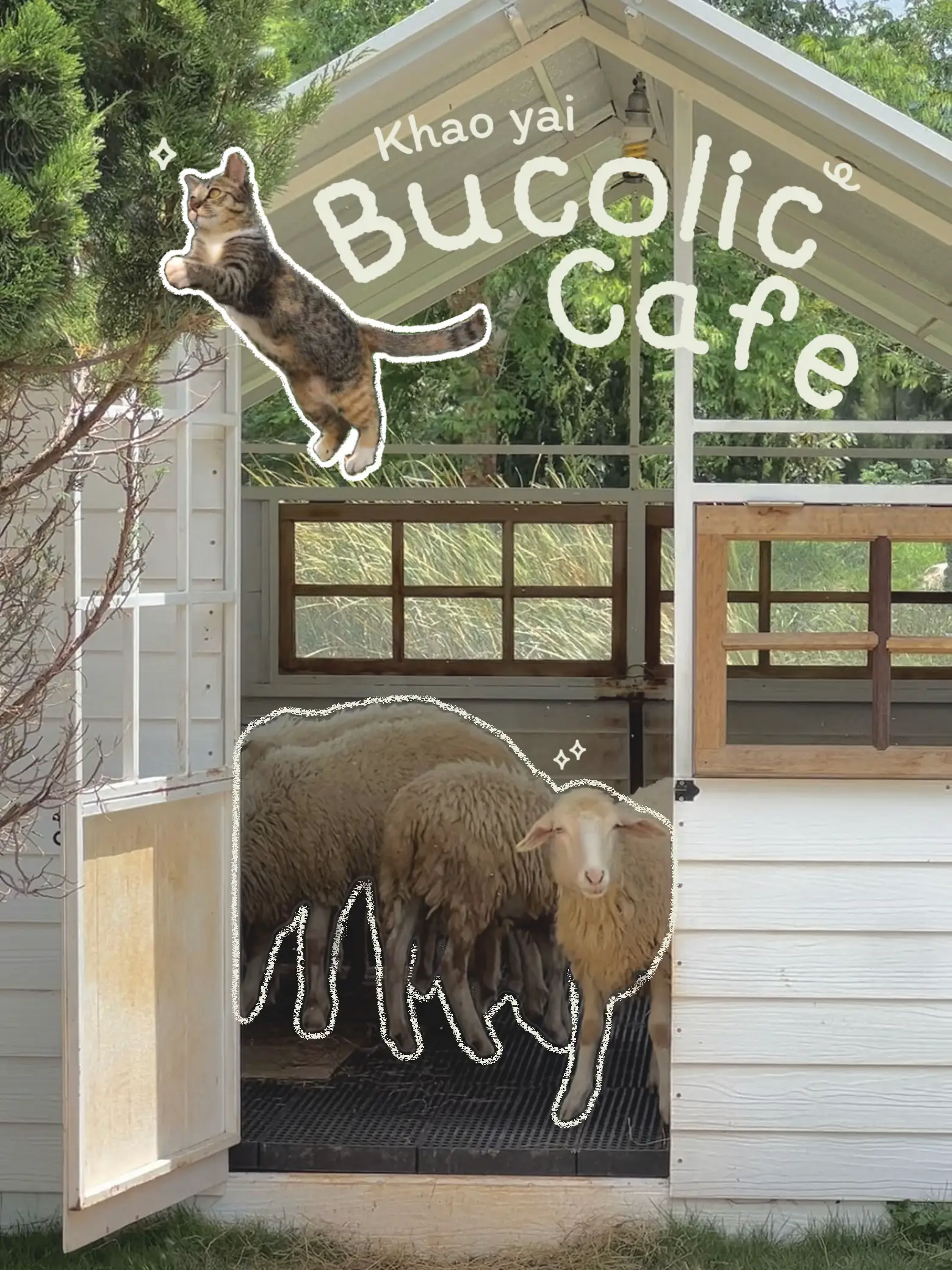 BUCOLIC - ไปให้อาหารน้องแกะที่เขาใหญ่กัน~ | แกลเลอรีที่โพสต์โดย kkhhemm ...