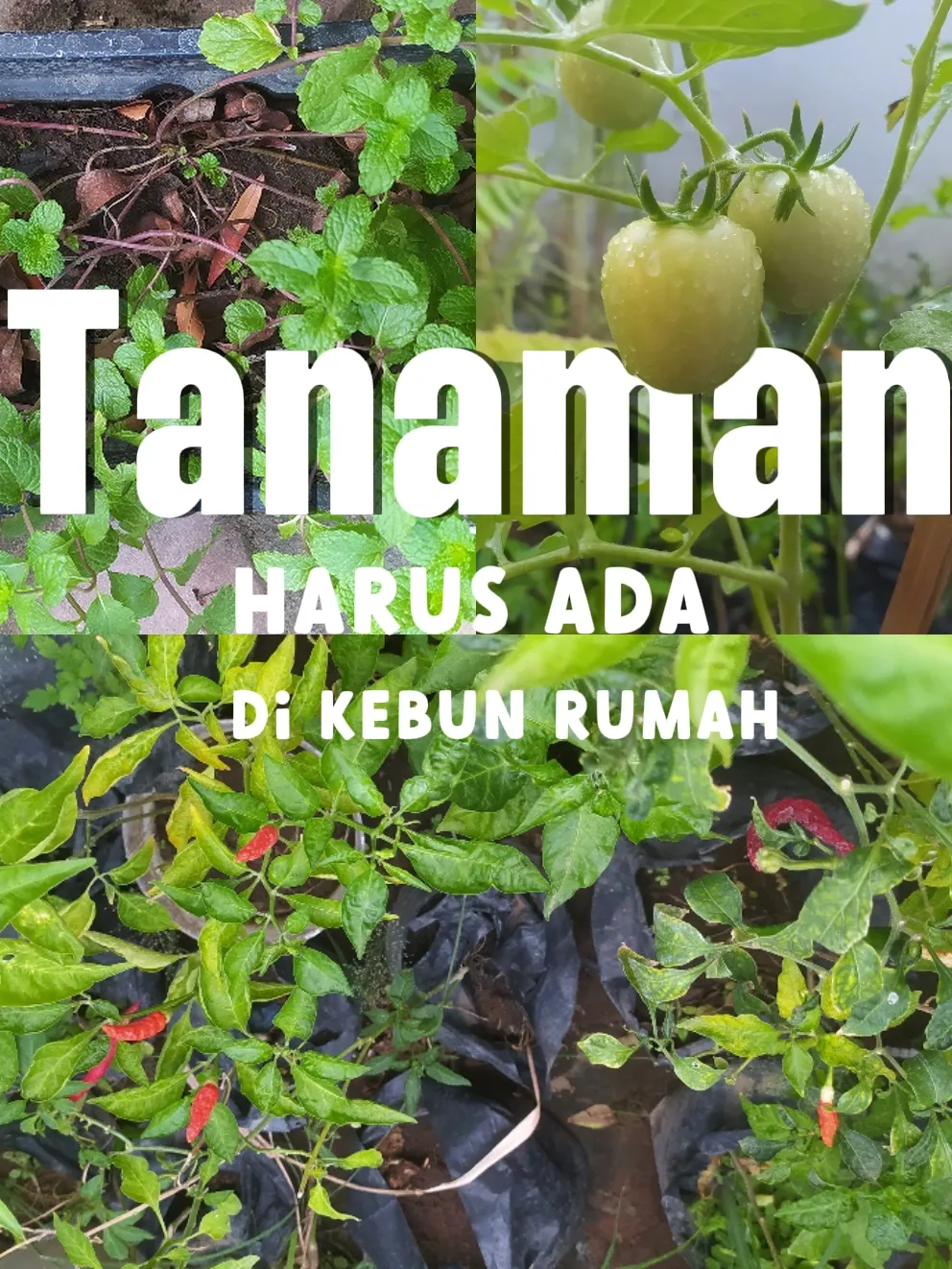 Tanaman Harus Ada di Halaman Rumah | Galeri diposting oleh YuLlie | Lemon8