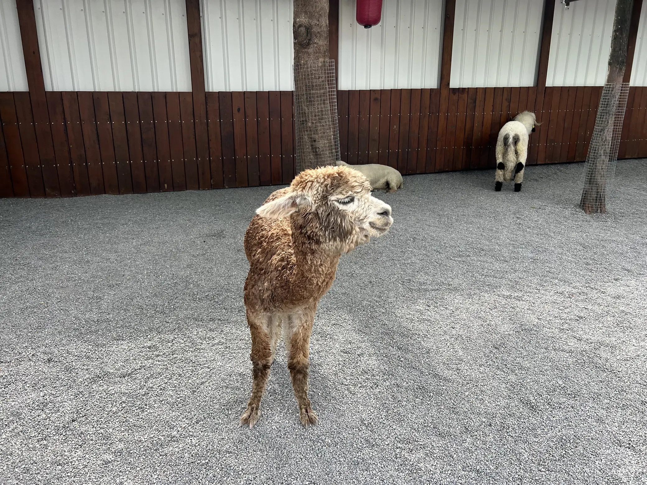 Zhang Mei Ama’s Farm in Yilan | Gallery posted by Starklypositive | Lemon8