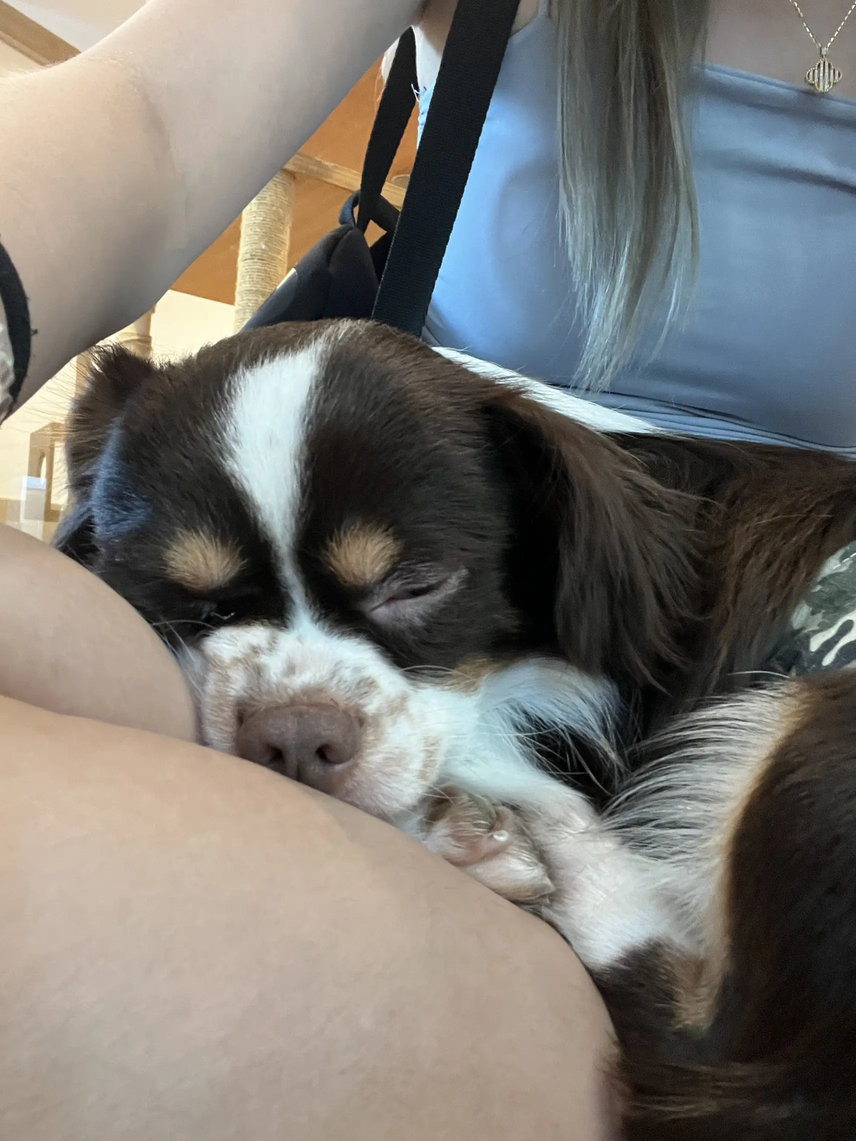 best capybara cafe in Bangkok - Lemon8 Search