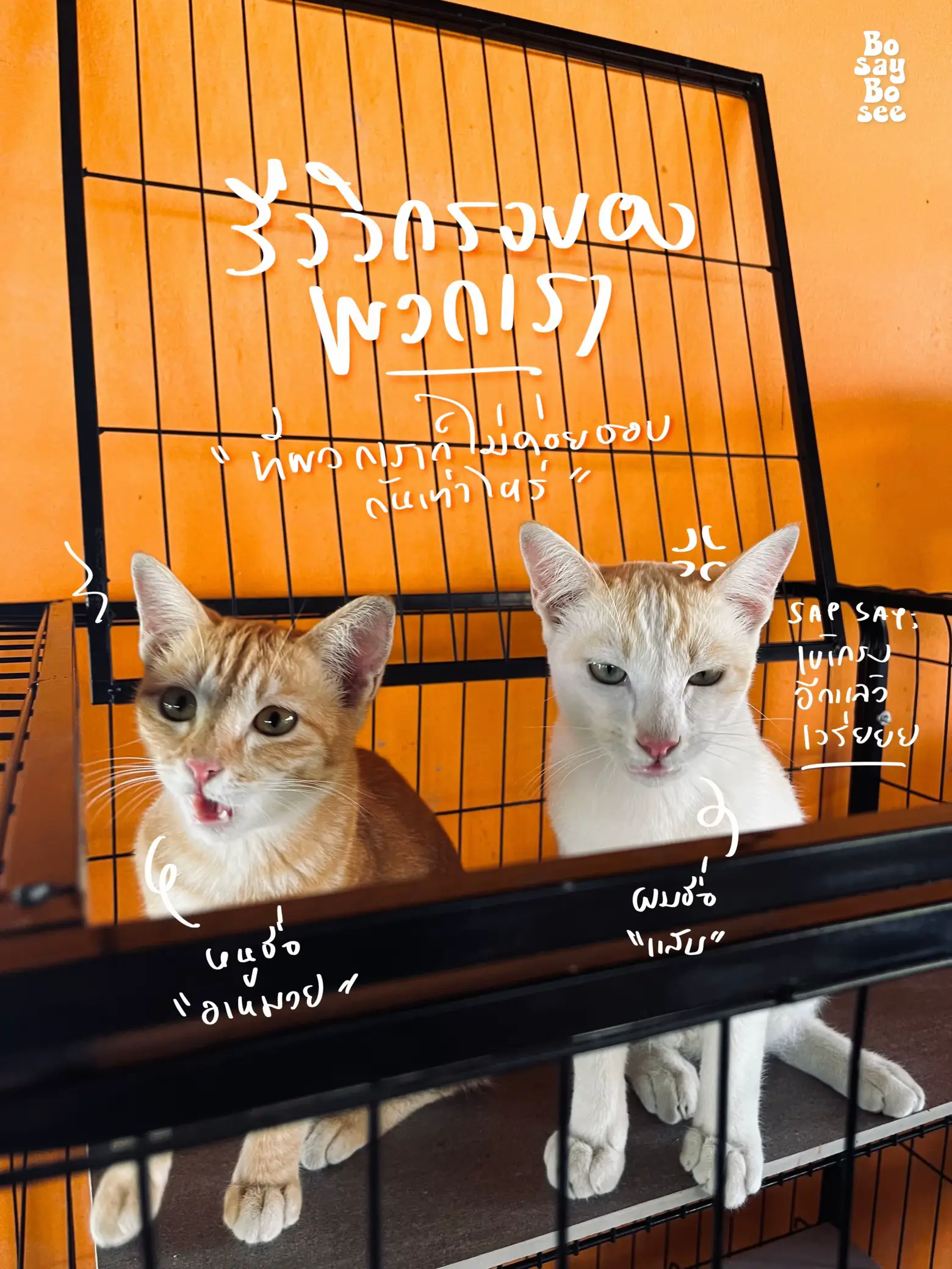 ยามวิกาลลูกฉันต้องปลอดภัย…กับบ้านมินิมอลของเหมียวๆ | แกลเลอรีที่โพสต์ ...