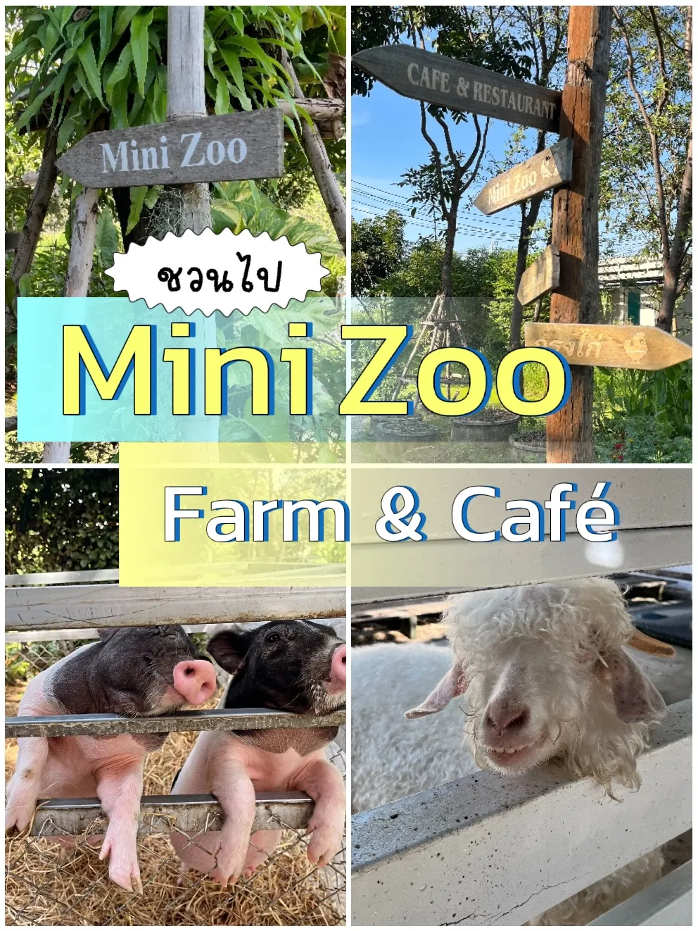 ชวนไปเที่ยว Mini Zoo สุดน่ารัก 🐷🌈🐦🐢 | แกลเลอรีที่โพสต์โดย PJ _ KK 🥳 | Lemon8