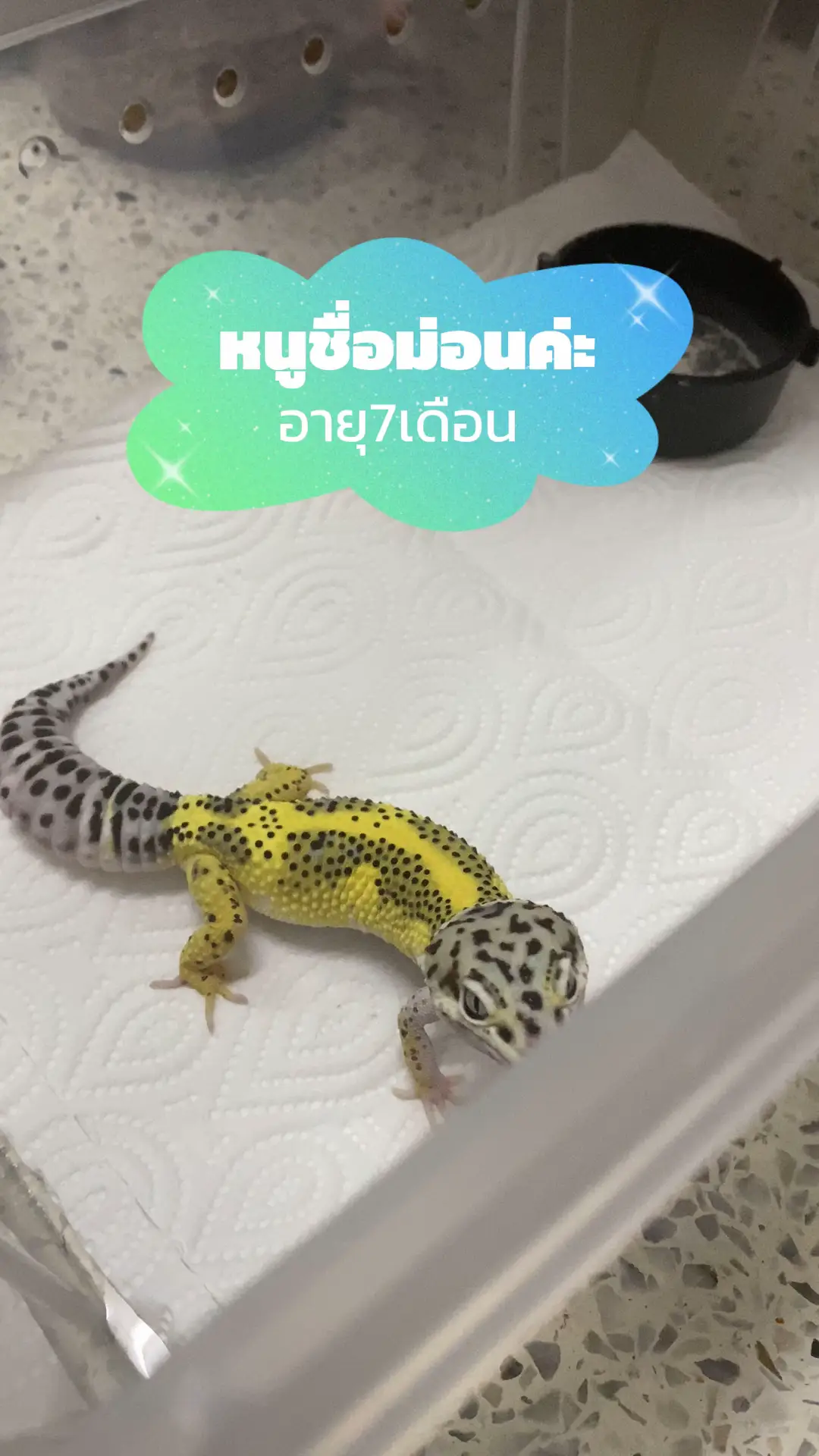 หนูชื่อม่อนค่ะ | วิดีโอที่เผยแพร่โดย Ople Handmade | Lemon8