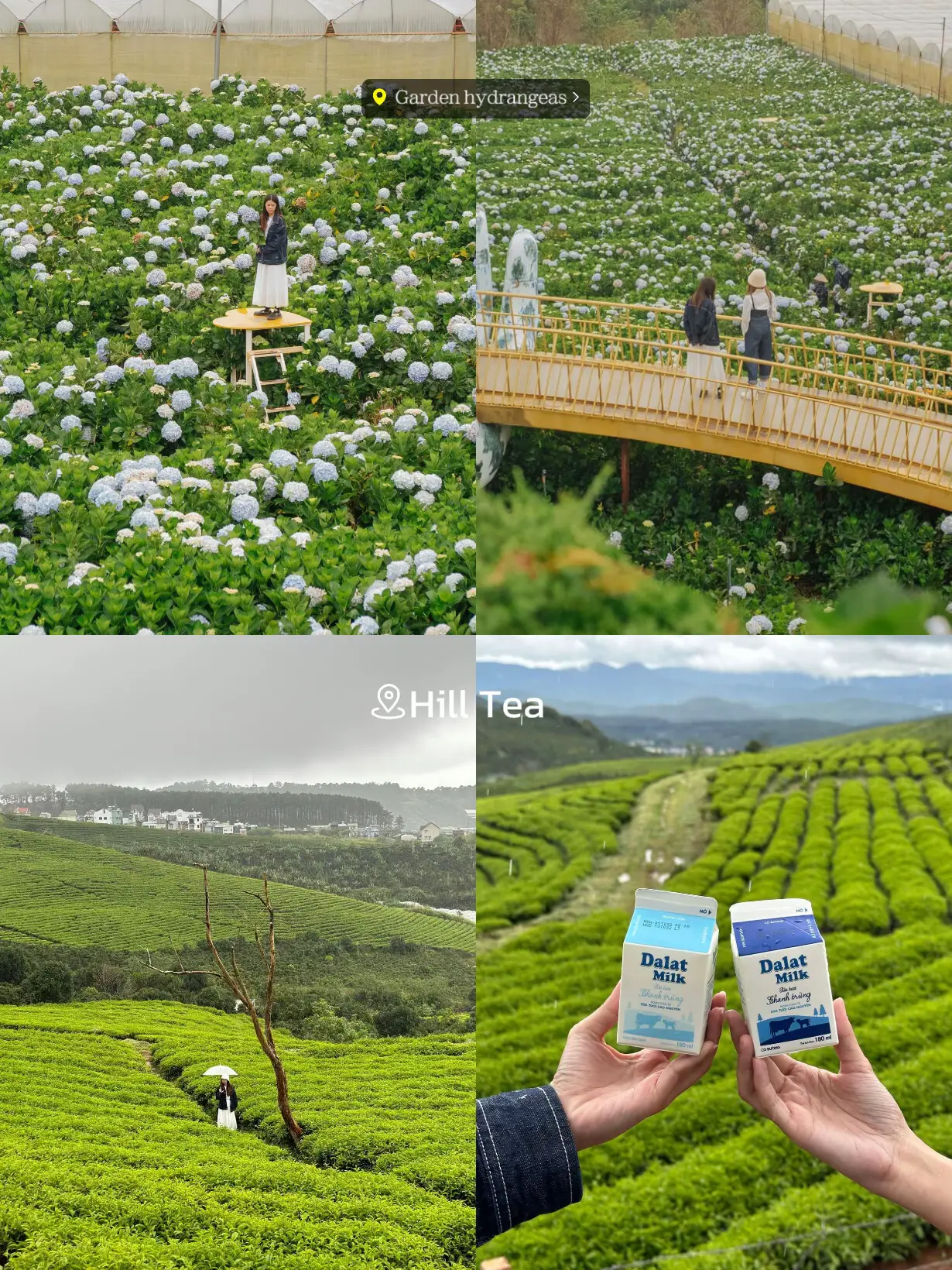 Dalat ใช้คำว่าสวยได้เปลืองมาก! | แกลเลอรีที่โพสต์โดย lbzero | Lemon8