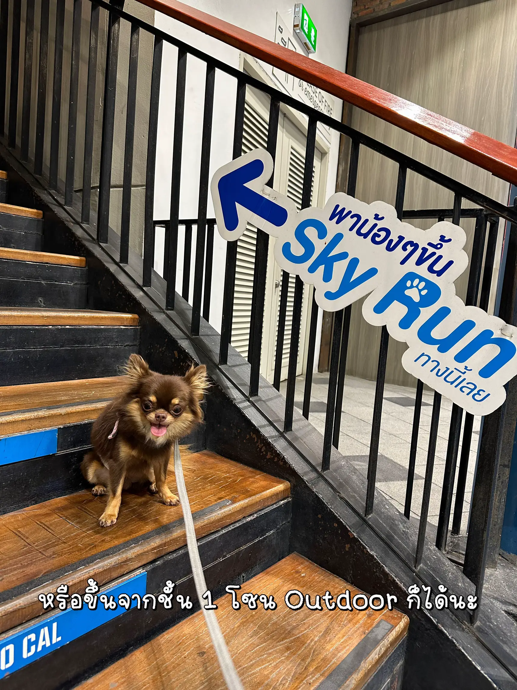 Central Eastville พาน้องหมาขึ้น Sky run ได้แล้วนะะ | แกลเลอรีที่โพสต์ ...