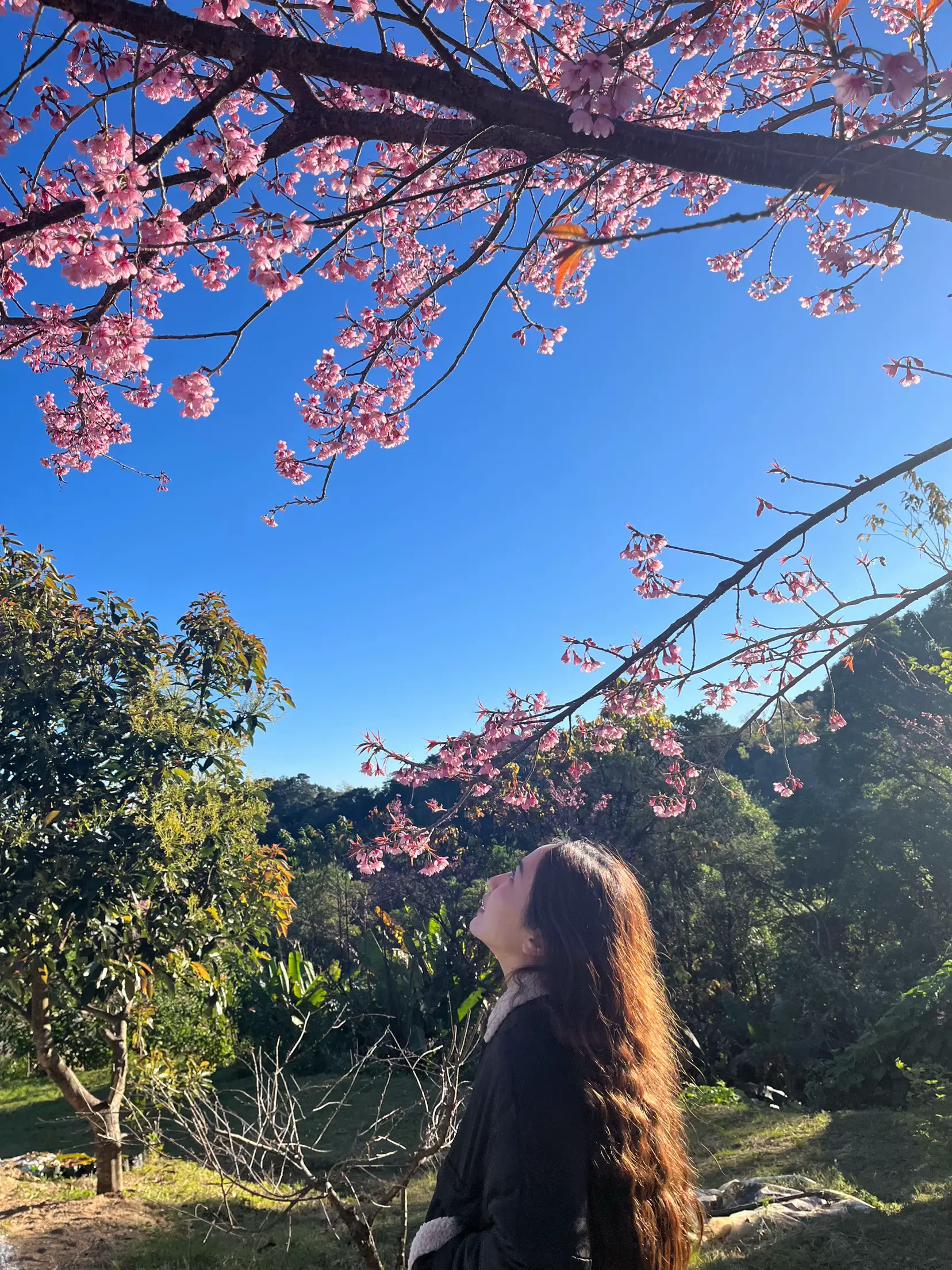 ไปถ่ายรูปกับดอกพญาเสือโคร่งที่ขุนวาง 🌸🌸| ดอยอินทนนท์ | แกลเลอรีที่โพสต์ ...