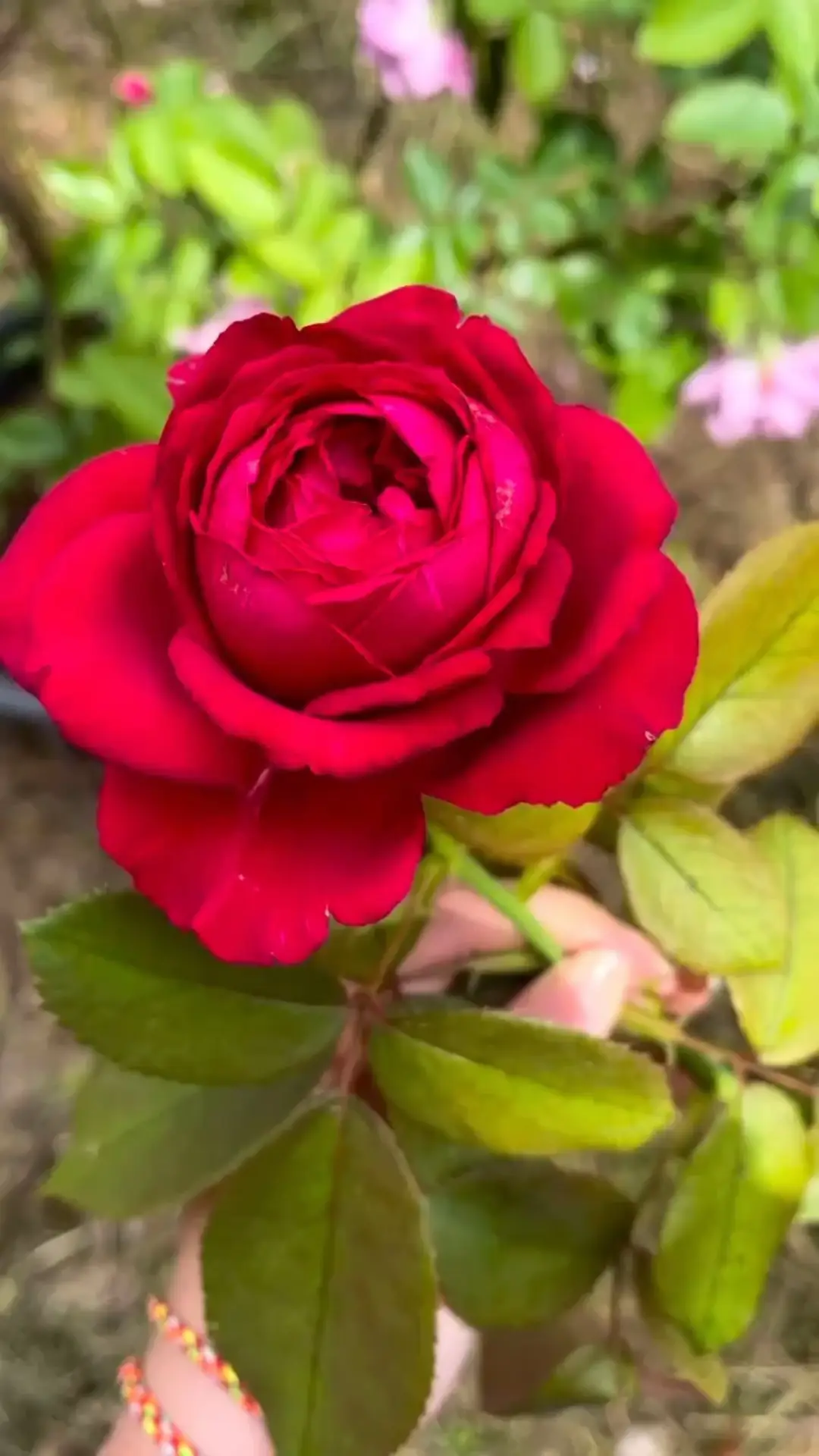 🪴Heart throb rose🥀 | วิดีโอที่เผยแพร่โดย Zasi | Lemon8