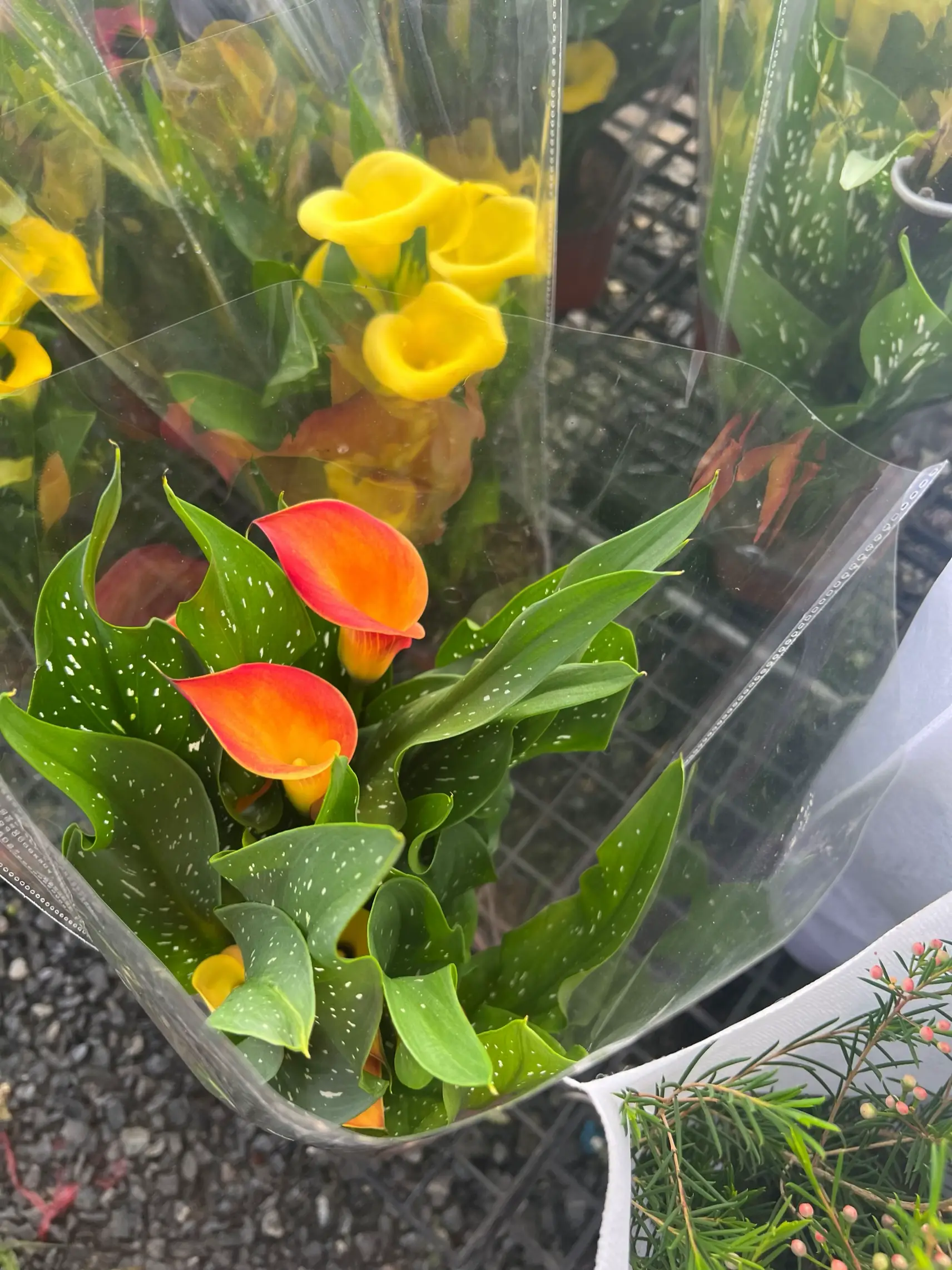 Here comes Kara Lily!!!Cara Lily. Grown in 50-70% sun, giving a flower ...