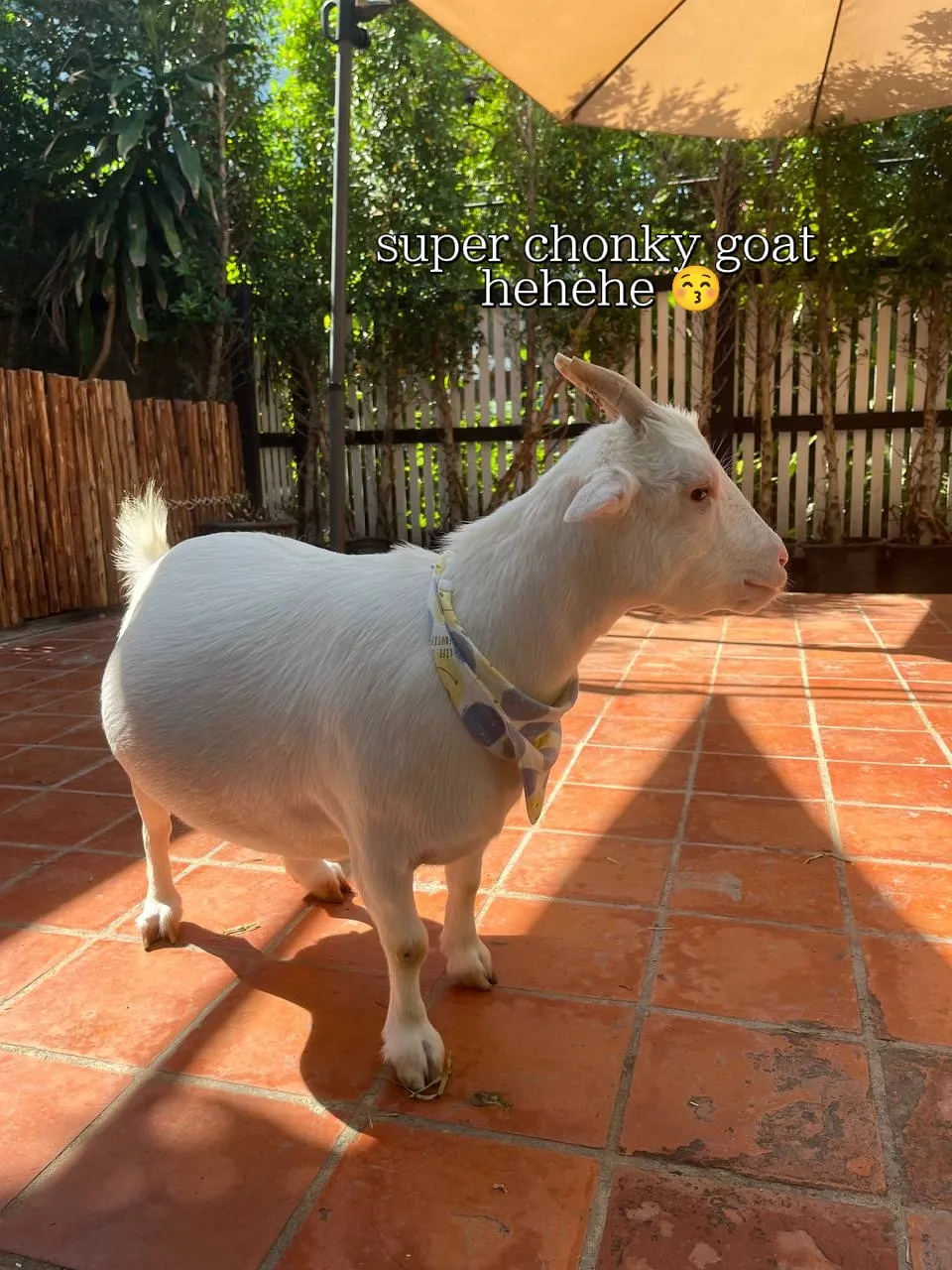 see CAPYBARAS at this Bangkok cafe!! ️ | Gallery posted by tauhui13 | Lemon8