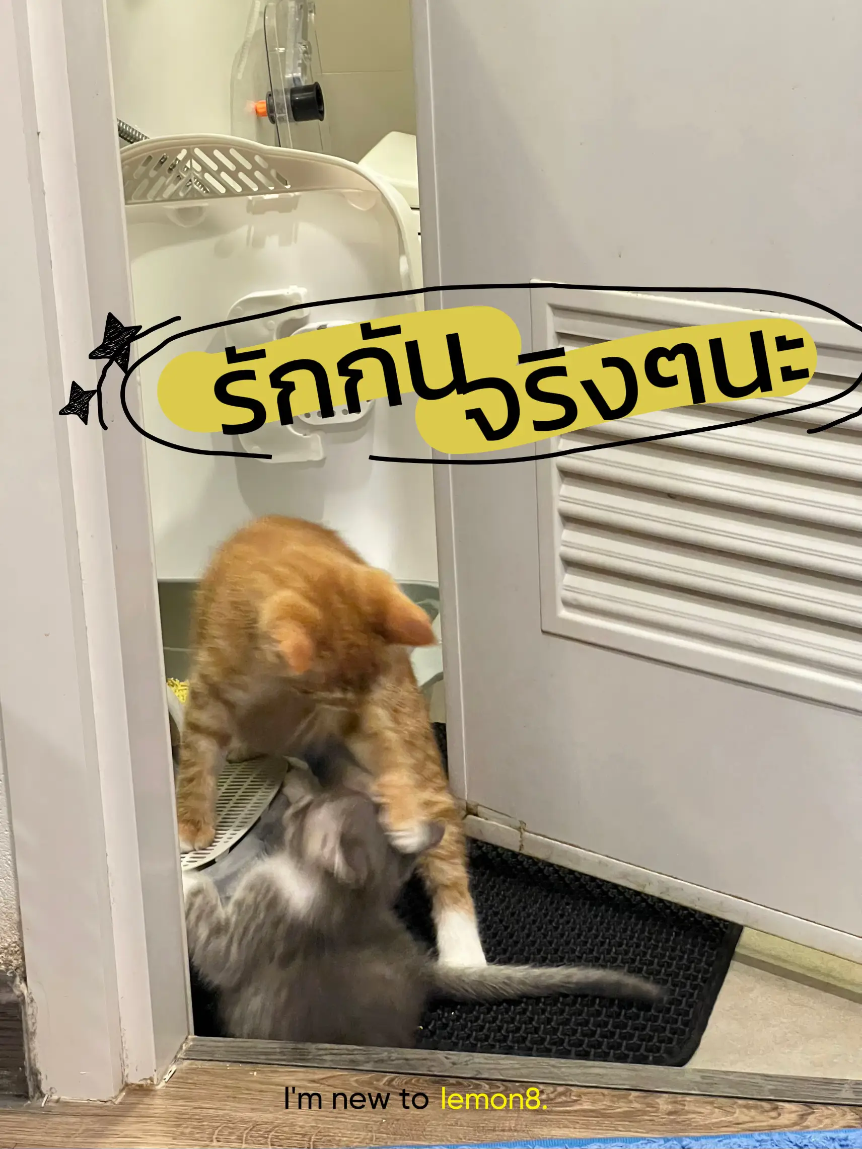 เลี้ยงเเมวสองตัวดียังไง | แกลเลอรีที่โพสต์โดย NUENG | Lemon8