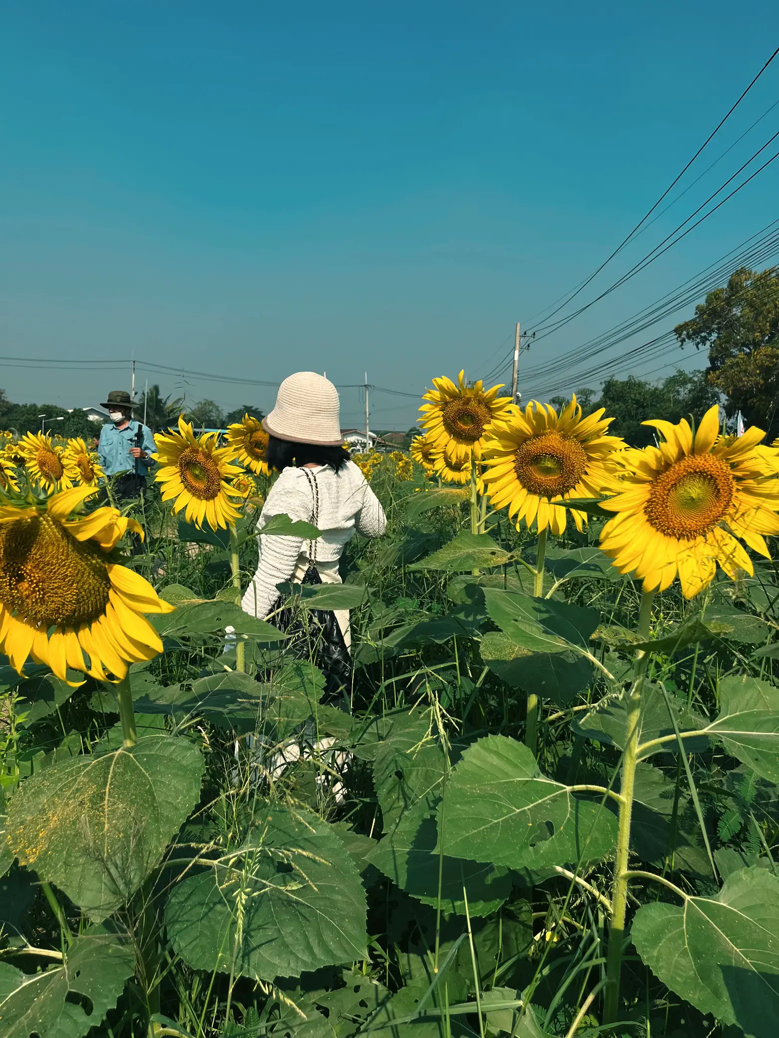 ขอให้เธอสดใสเหมือนทานตะวันที่บานสะพรั่ง 🌻 | แกลเลอรีที่โพสต์โดย Wee Weerawan | Lemon8