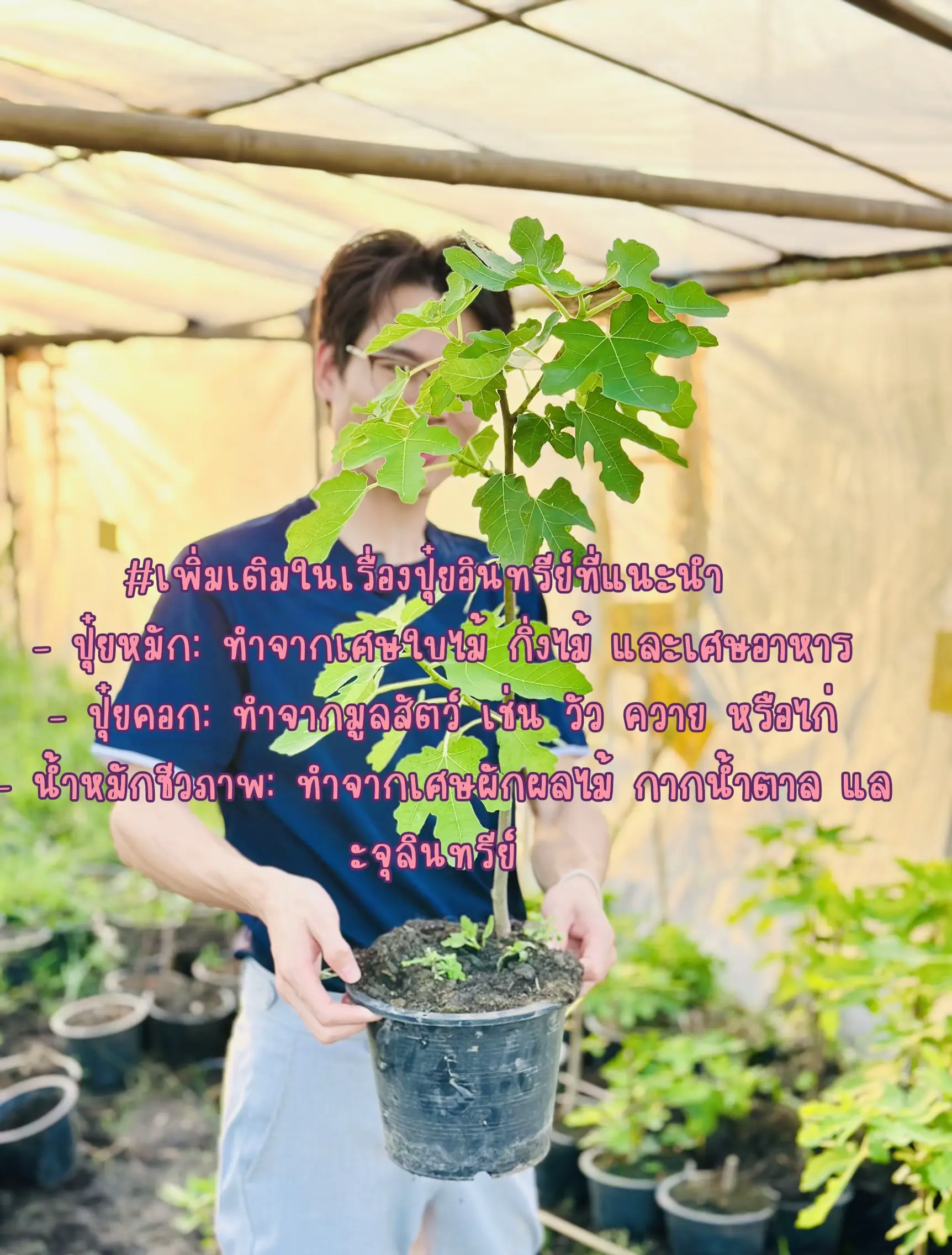 เคล็ดลับในการปลูกมะเดื่อฝรั่งให้โตไวและออกผลดกโดยไม่ต้องใช้ปุ๋ย | แกล ...