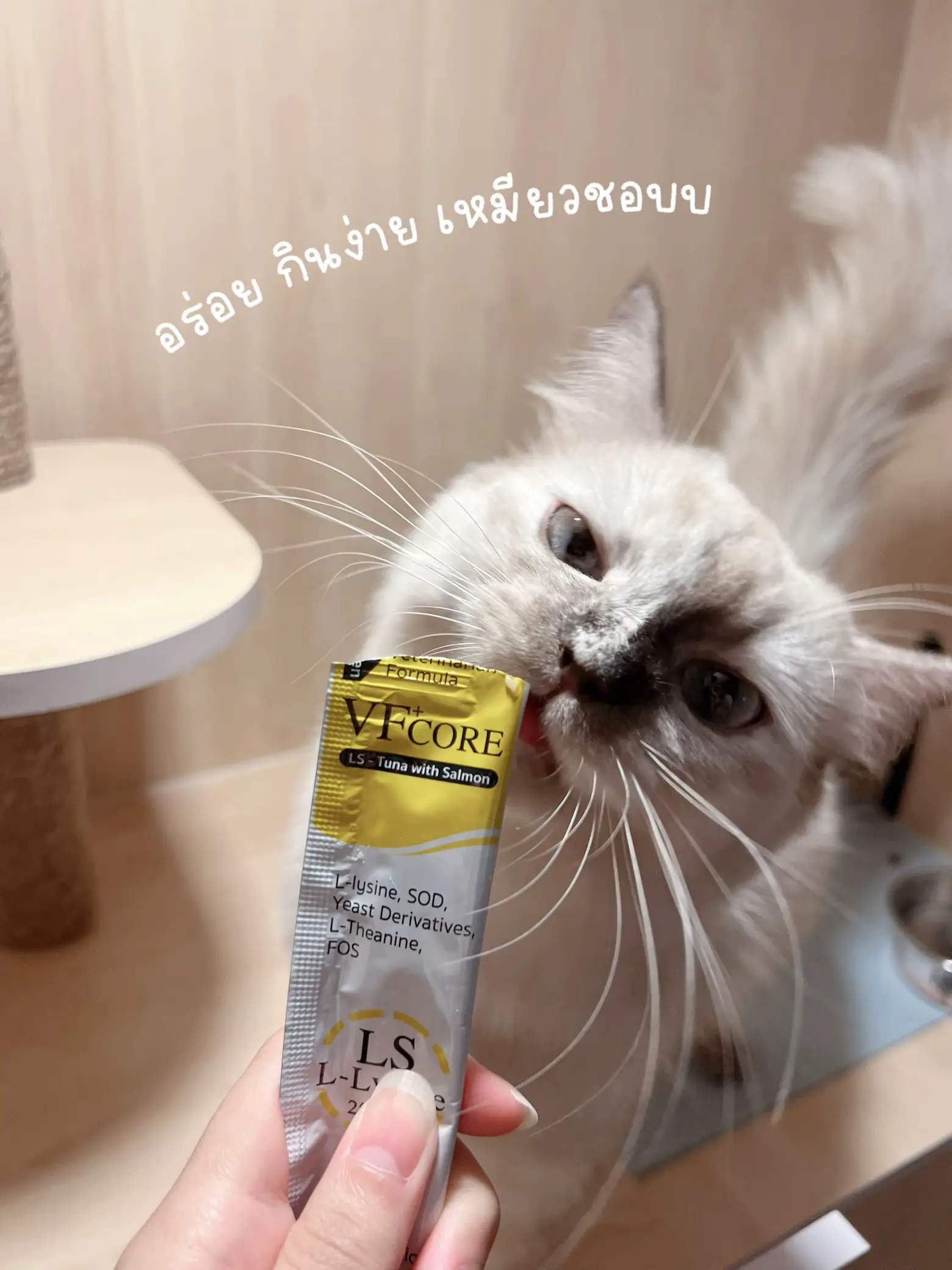 VF+Core เติบโตไปเป็นน้องแมวที่แข็งแรง 💪🏻😻 | แกลเลอรีที่โพสต์โดย ᴍʜᴜᴍɪɴᴛ ♡︎ | Lemon8