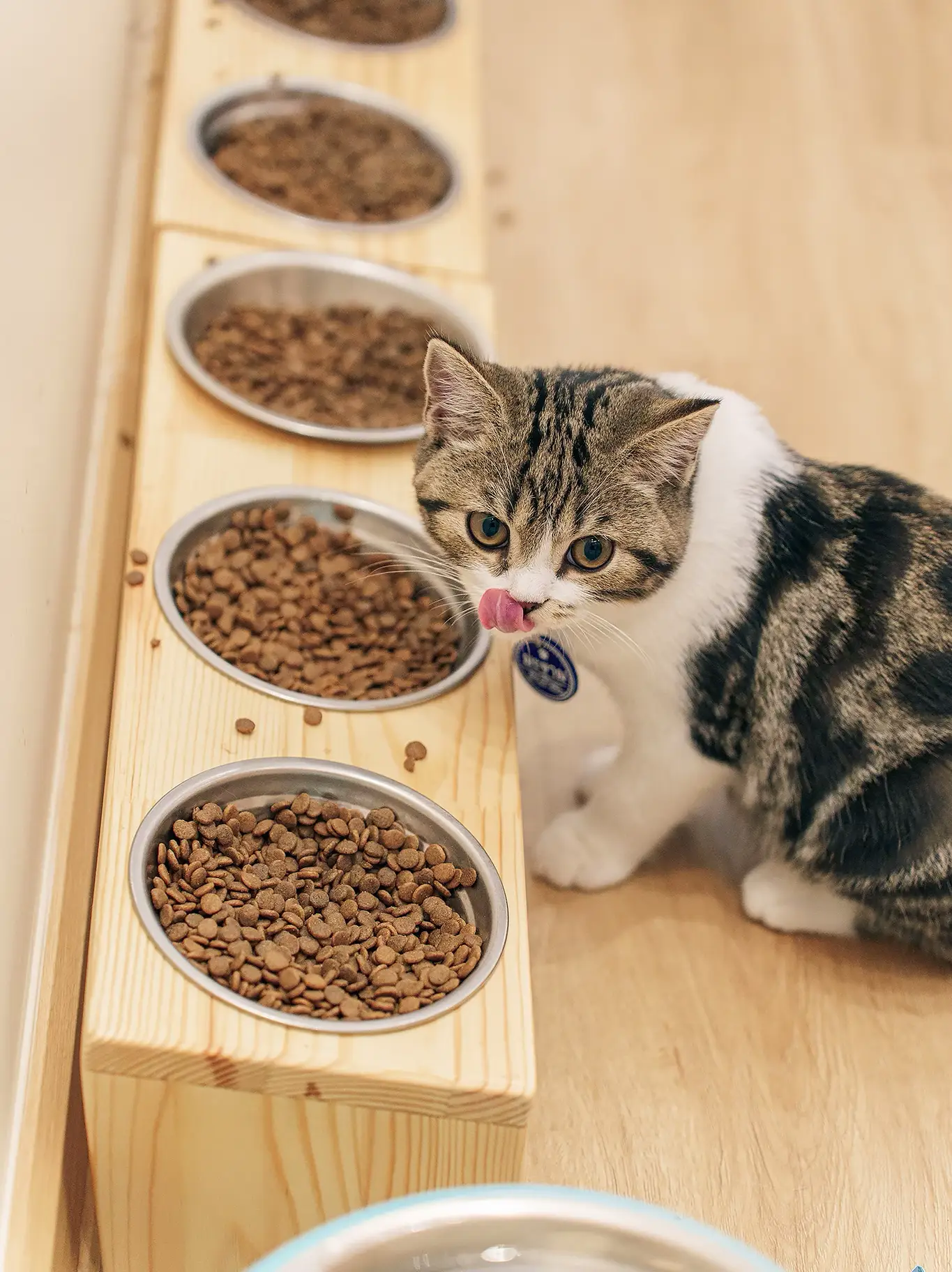 Chill Cat Cafe….สวรรค์ของคนรักแมว😻😻😻 | แกลเลอรีที่โพสต์โดย Jennie ...