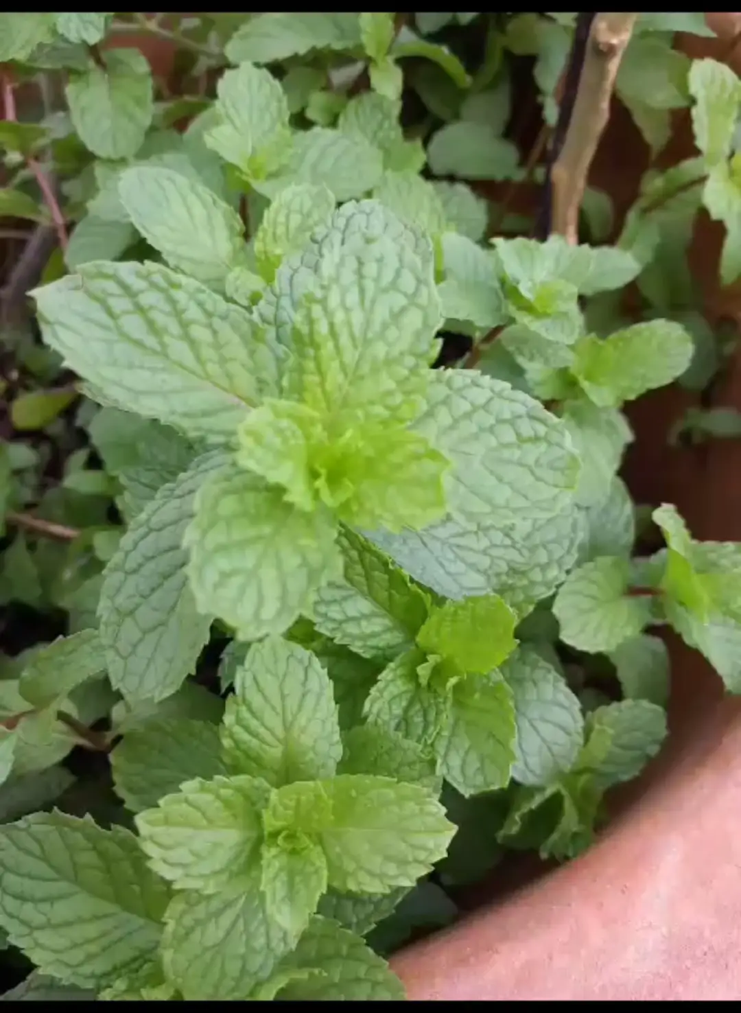 Peppermint Leaf 🍃 | Video diterbitkan oleh Call me A | Lemon8