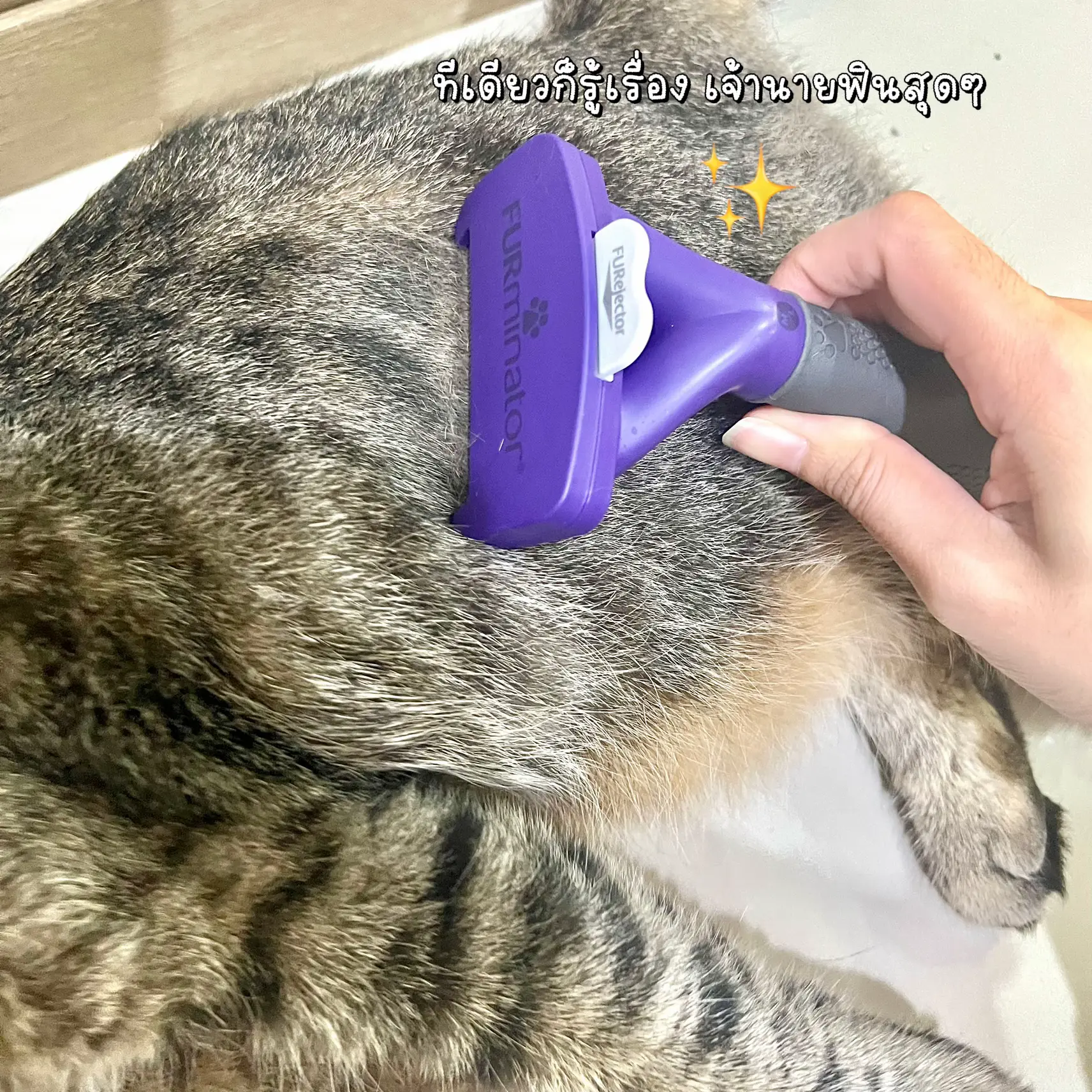 Furminator หวีสางขนเสียสำหรับน้องแมว | แกลเลอรีที่โพสต์โดย Bowbear | Lemon8