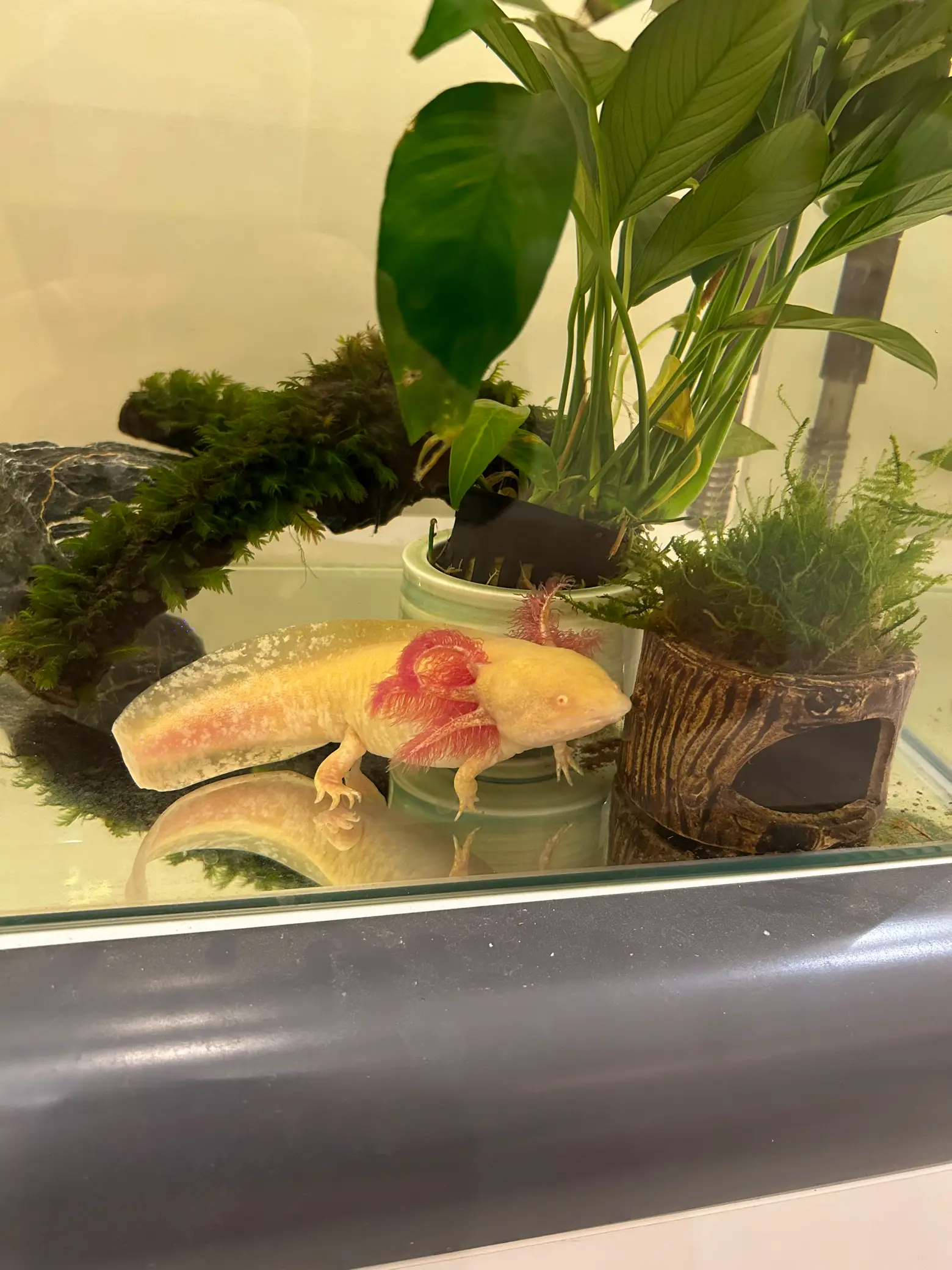 My little pet “Axolotl “🐶💦 | แกลเลอรีที่โพสต์โดย WenWen in China | Lemon8
