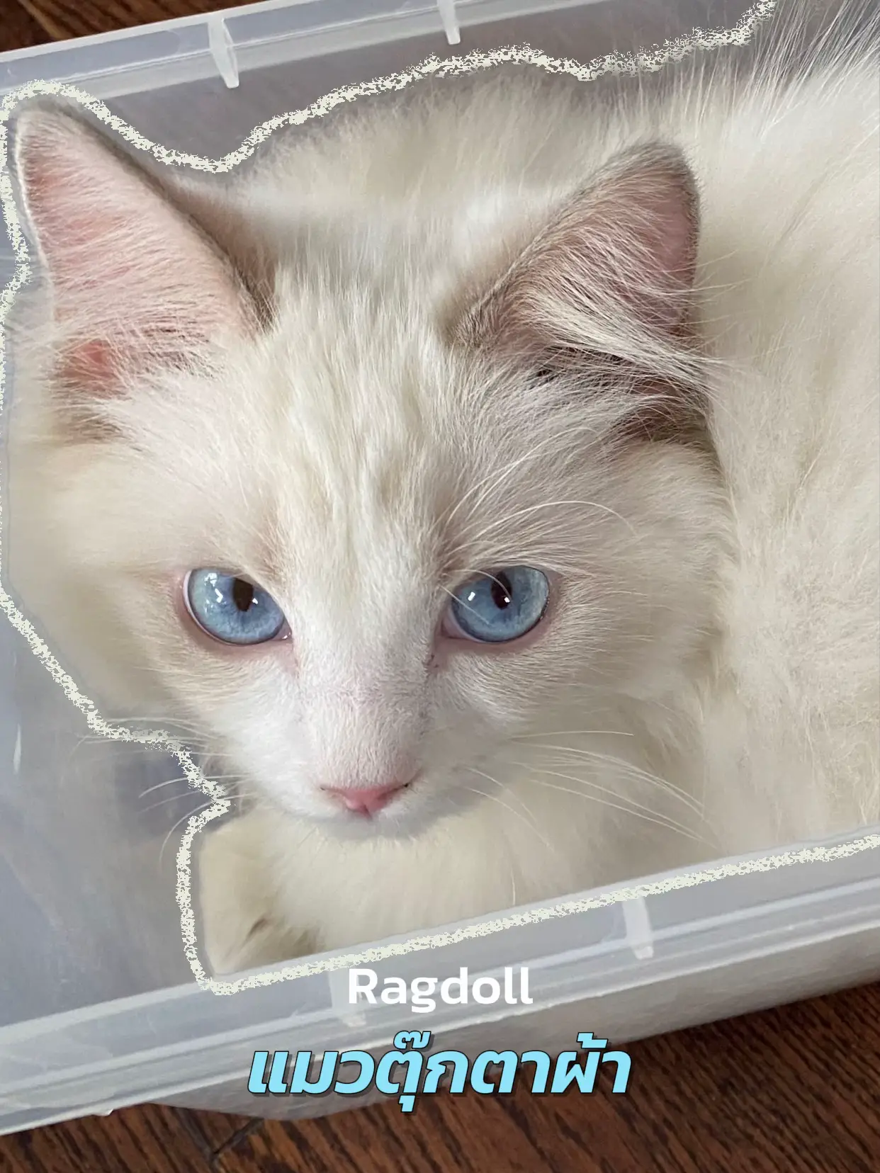 Ragdoll แมวตุ๊กตาผ้า🐈 แงวตัวแรกของเรา🫶🏻🩵 | แกลเลอรีที่โพสต์โดย babe🦋 | Lemon8