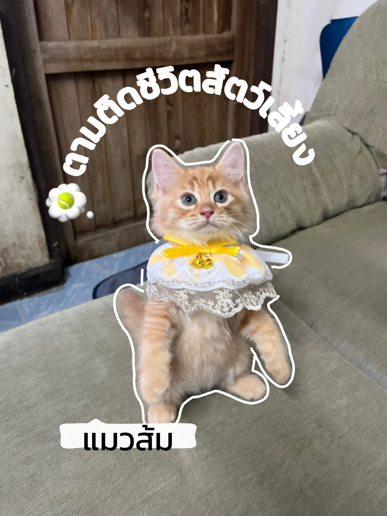 ตามติดชีวิตสัตว์เลี้ยง | แกลเลอรีที่โพสต์โดย Pumpui_fishcan | Lemon8