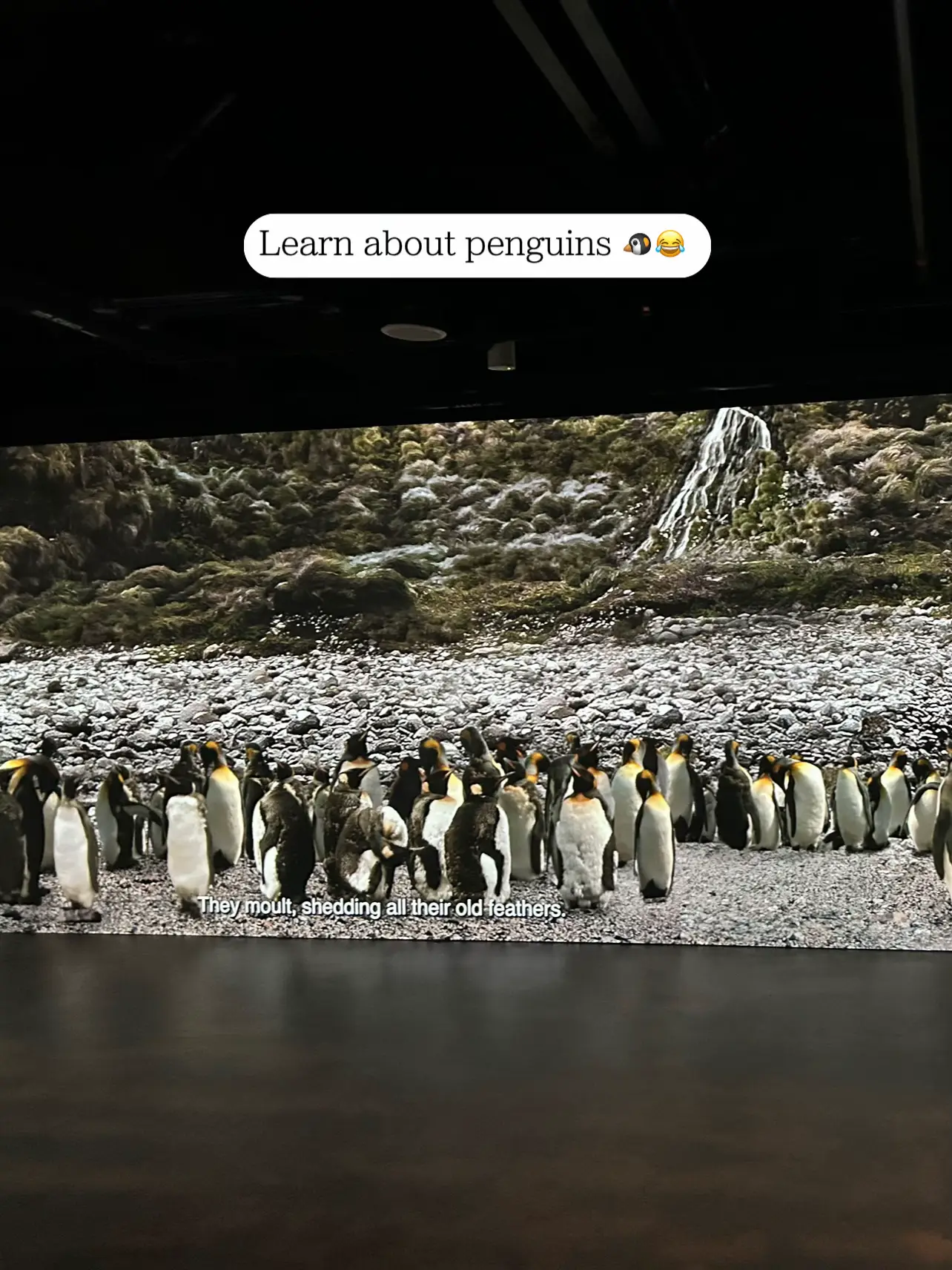 Follow me to Bird Paradise, Mandai | Gallery posted by luvaababy_ | Lemon8