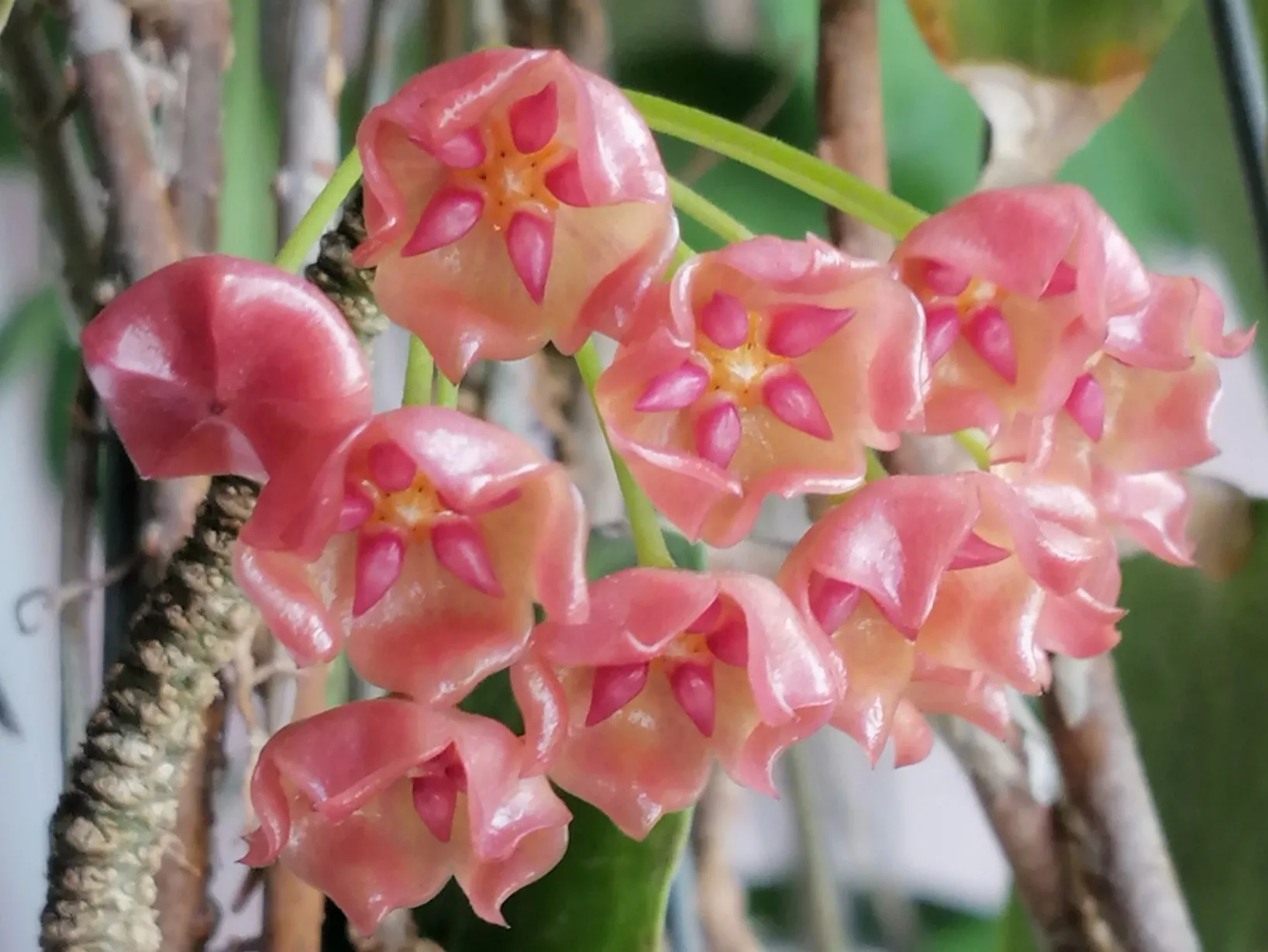 🌸 ต้นโฮย่ากระโปรงแดง💃 | แกลเลอรีที่โพสต์โดย sukanya kulpakt | Lemon8