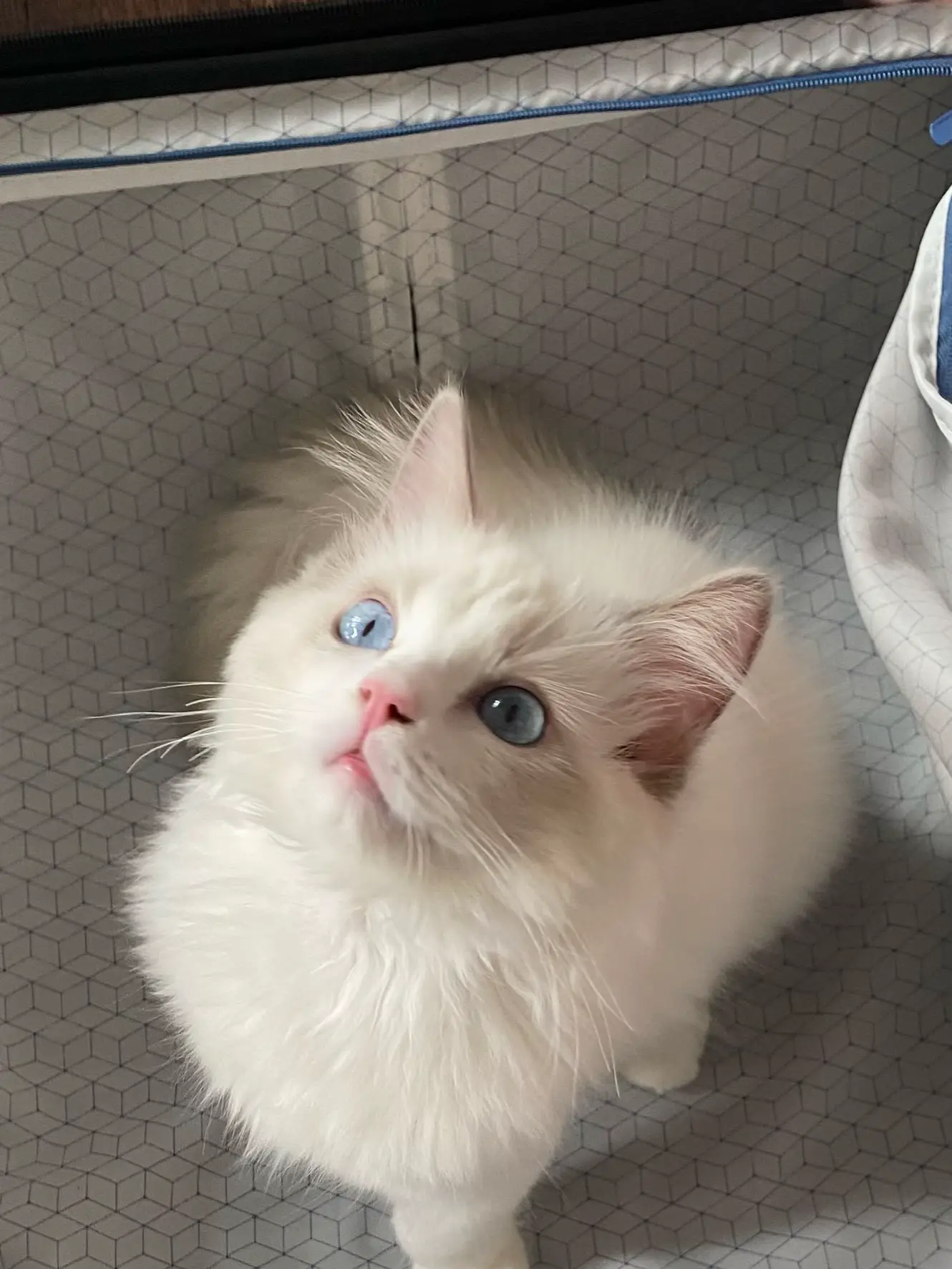 Ragdoll แมวตุ๊กตาผ้า🐈 แงวตัวแรกของเรา🫶🏻🩵 | แกลเลอรีที่โพสต์โดย babe🦋 | Lemon8