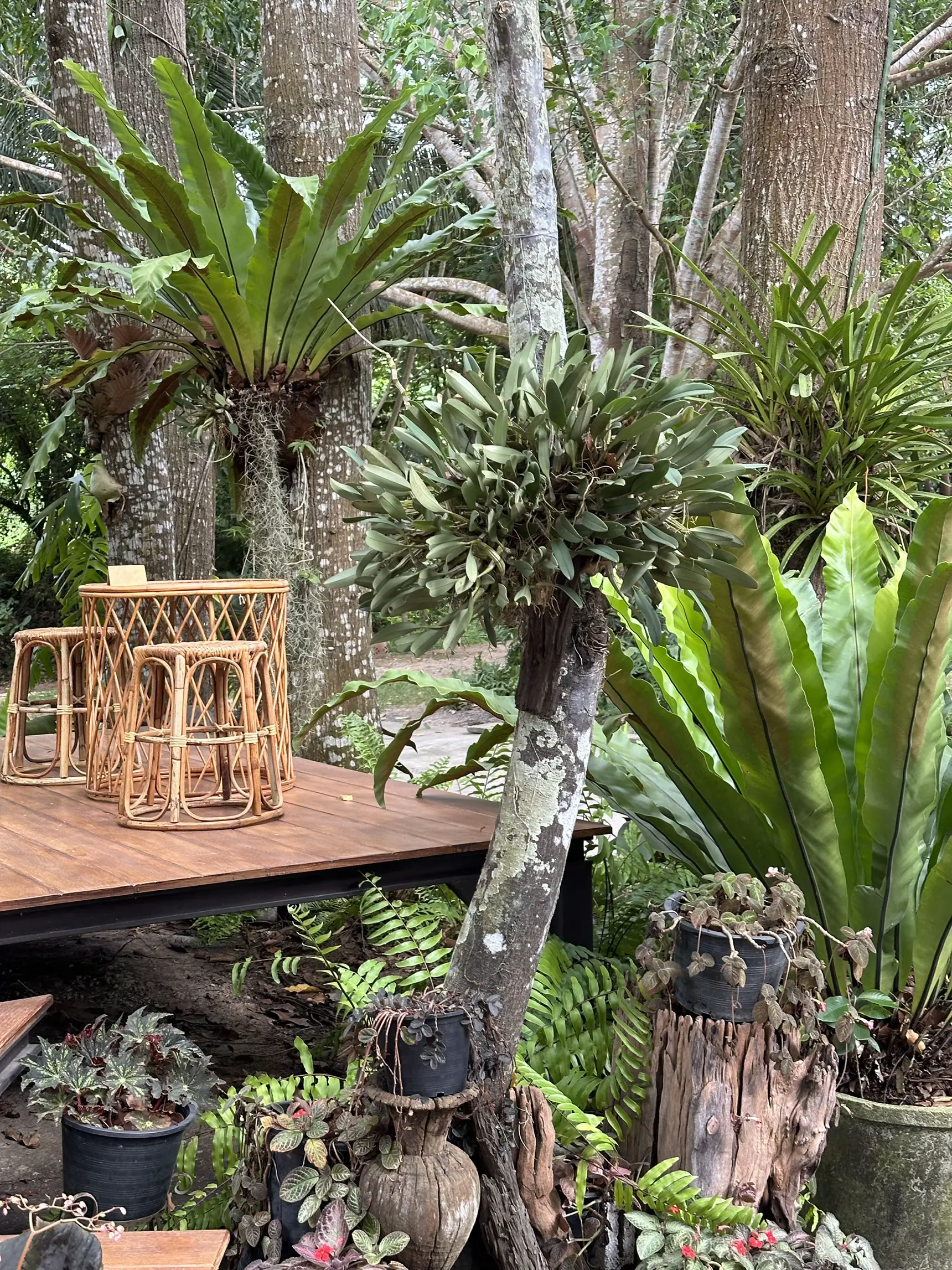 BAYON Thasai คาเฟ่ติดลำธารสุดฮีลลใจ ⛰️ | แกลเลอรีที่โพสต์โดย 🌻🅕🅐🅡🅜 🅢🅤🅚 ...