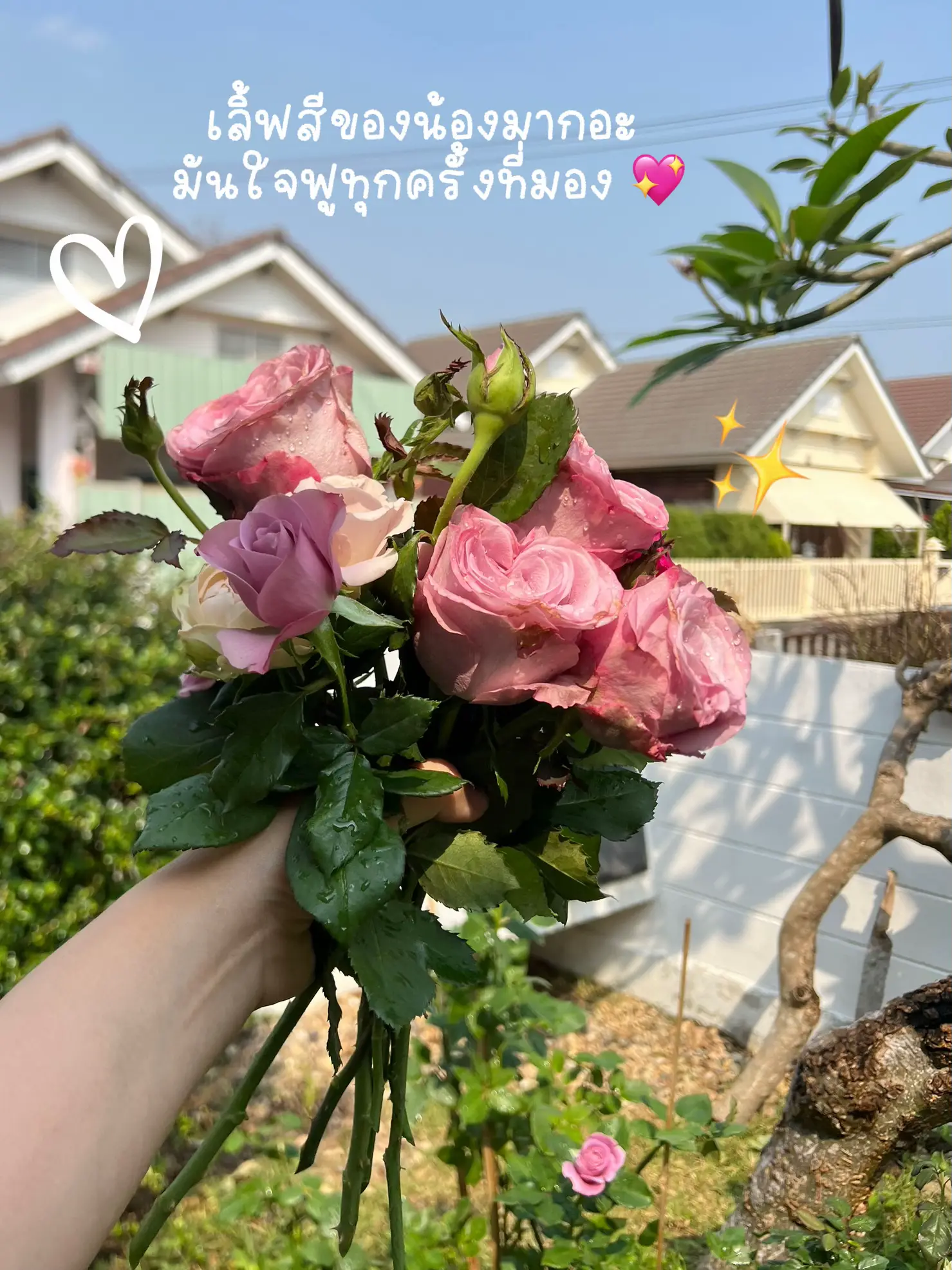 มือใหม่หัดปลูกกุหลาบจะรอดหรือจะตุย 💐 | แกลเลอรีที่โพสต์โดย Pannaphat | Lemon8