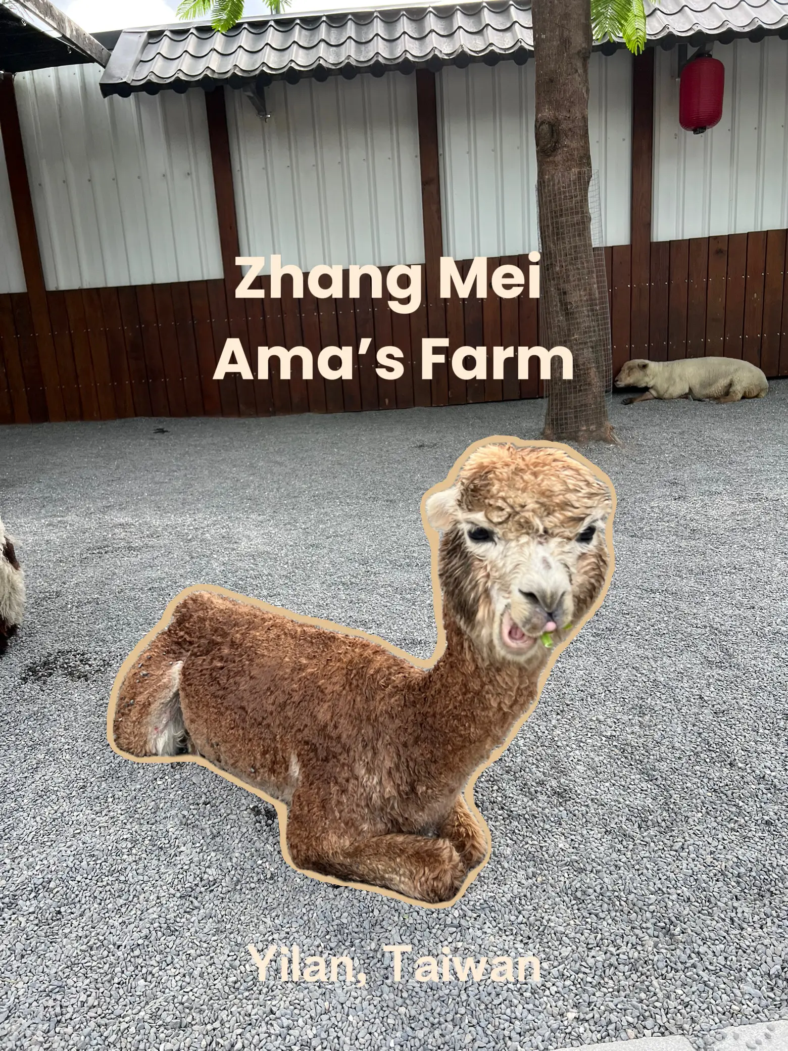 Zhang Mei Ama’s Farm in Yilan | Gallery posted by Starklypositive | Lemon8