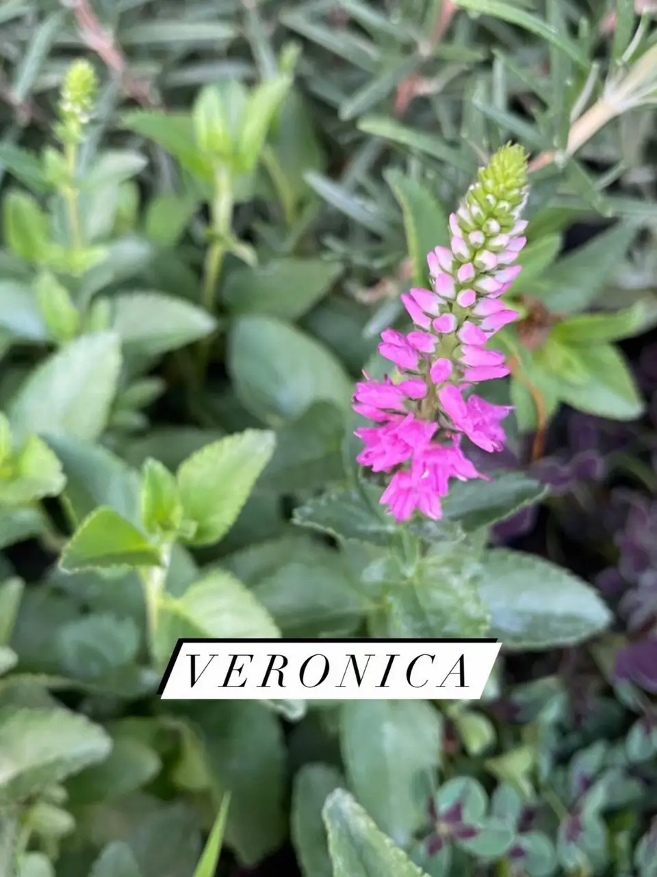 เวโรนิก้า (veronica) ไม้ดอกสุดสวยที่หลายๆคนยังไม่รู้จัก 😍 | แกลเลอรีที่ ...