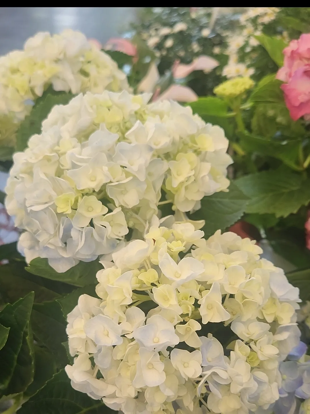 "ไฮเดรนเยีย/Hydrangea" สื่อความหมาย 🌸 | แกลเลอรีที่โพสต์โดย Boonyawee BN 🍊 | Lemon8