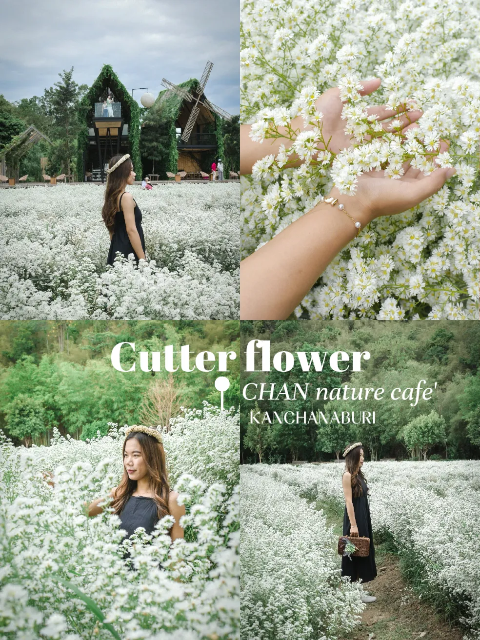 Cutter flower | CHAN nature cafe' ทุ่งคัตเตอร์ กาญ | แกลเลอรีที่โพสต์โดย Ploy Kun | Lemon8