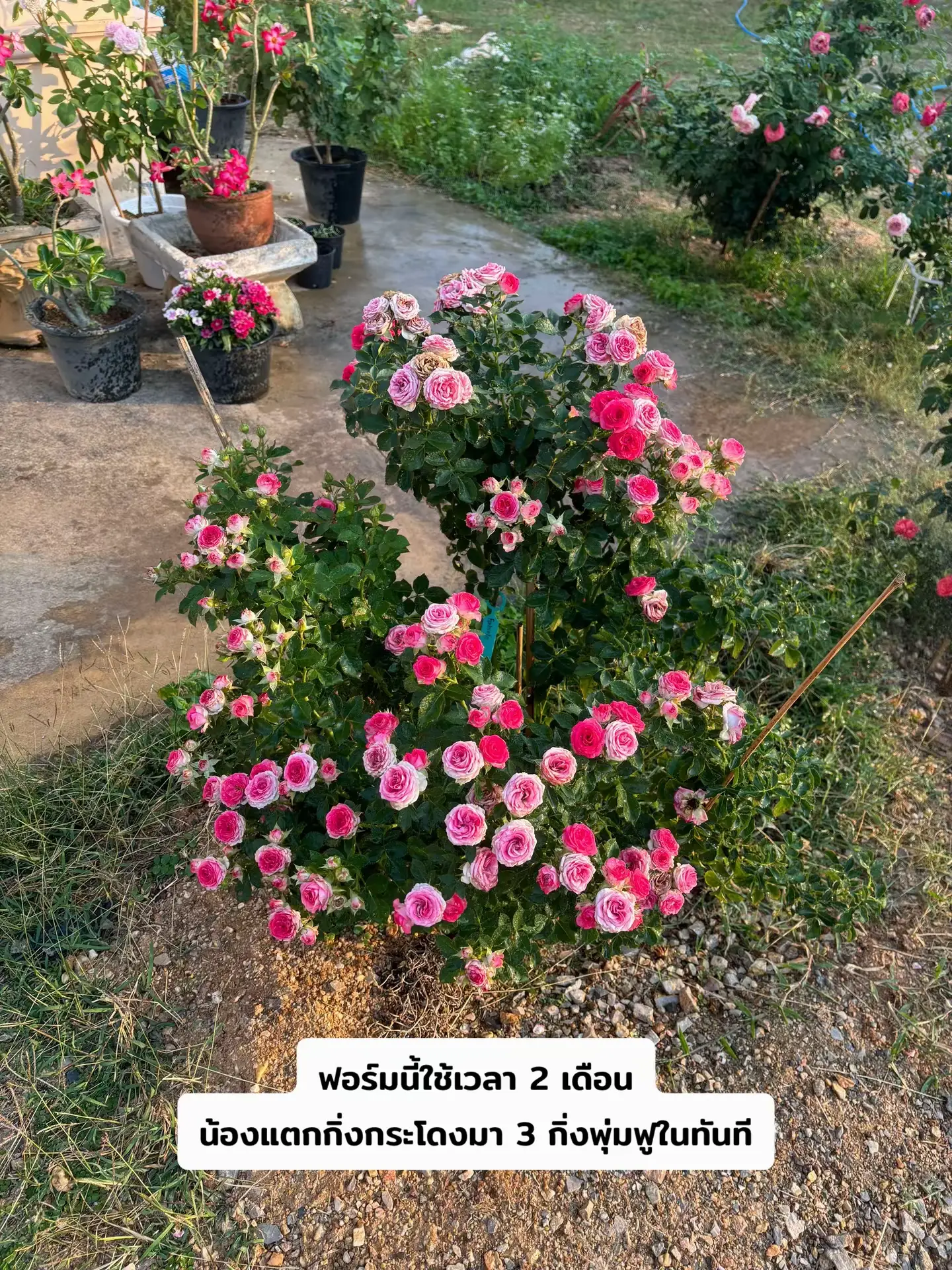 Fabiola rose 🌹 ดอกดกมาก แถมบานบน! | แกลเลอรีที่โพสต์โดย ขอรีวิวหน่อยย💖 ...