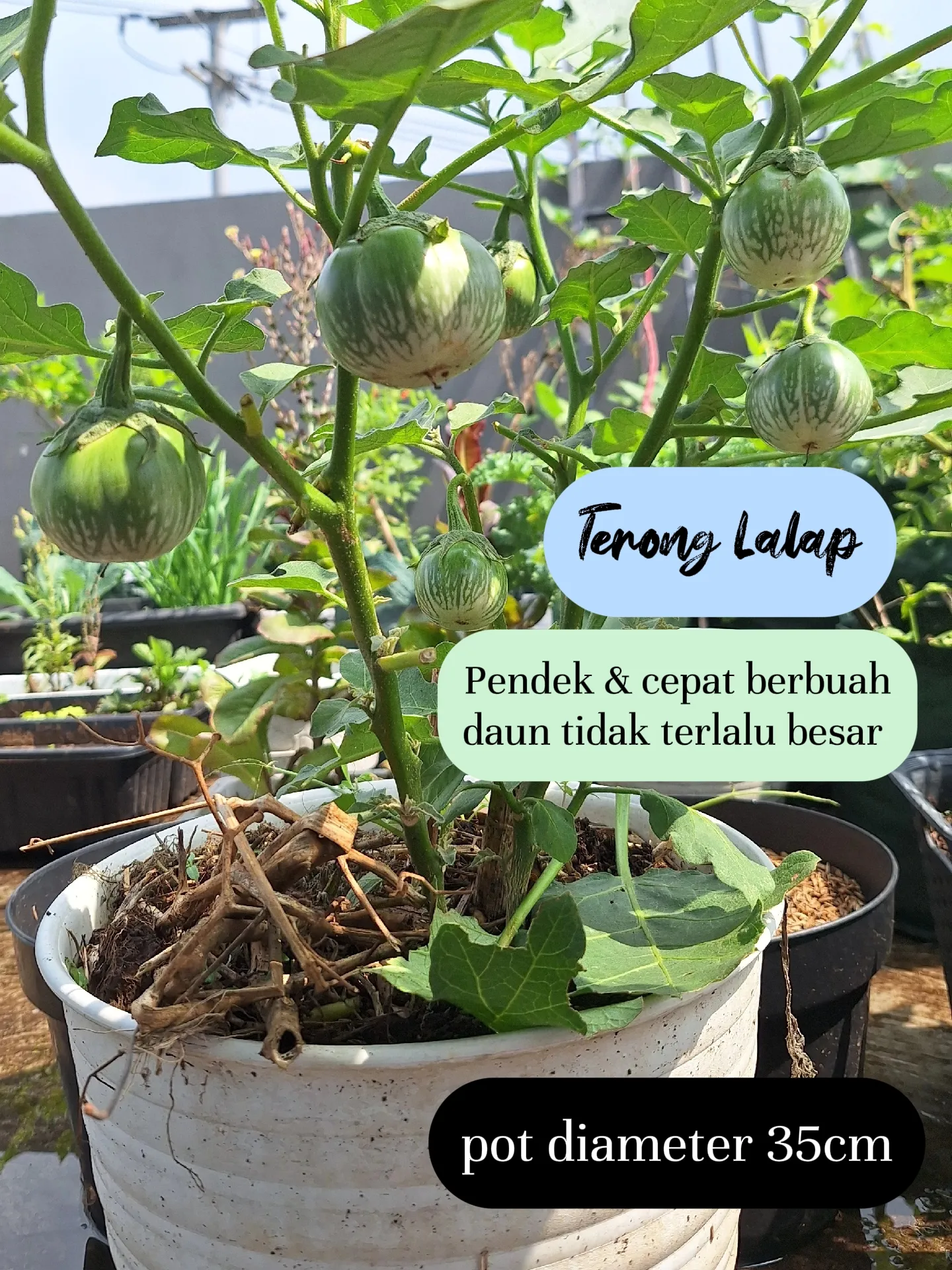 Tanaman Sayur yang cocok tanam di POT | Galeri diposting oleh Kebun Una ...