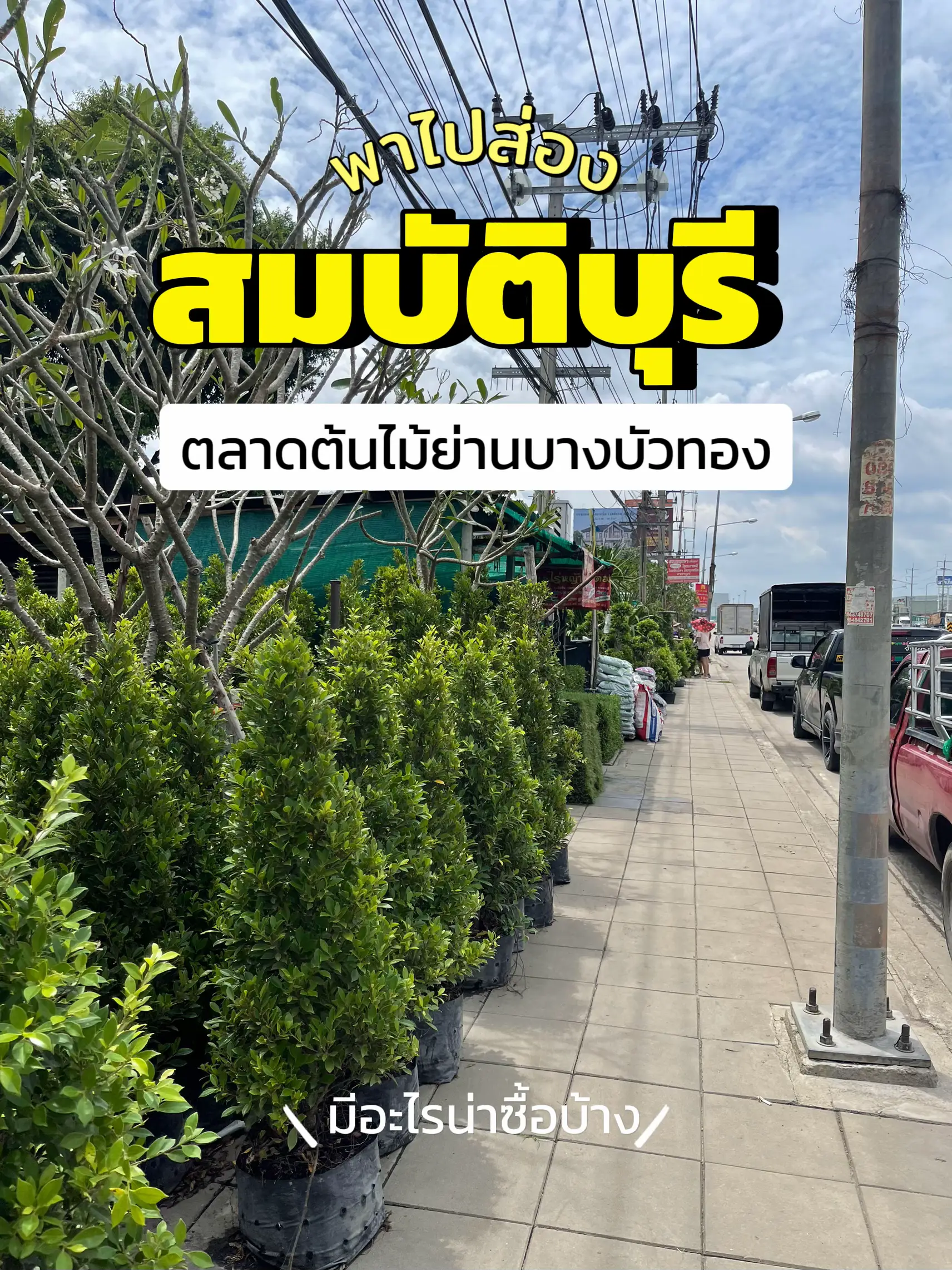 พาไปส่องตลาดต้นไม้ย่านบางบัวทอง 🚘 สมบัติบุรี 🌳🌿 แกลเลอรีที่โพสต์โดย