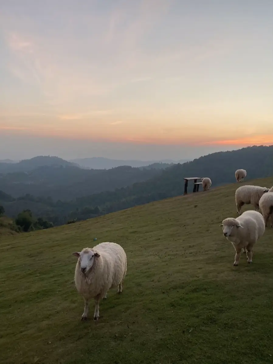พาเที่ยว Akha Farm @เชียงราย ฟาร์มแกะที่ฮิตที่สุดบนดอยช้าง | แกลเลอรี ...