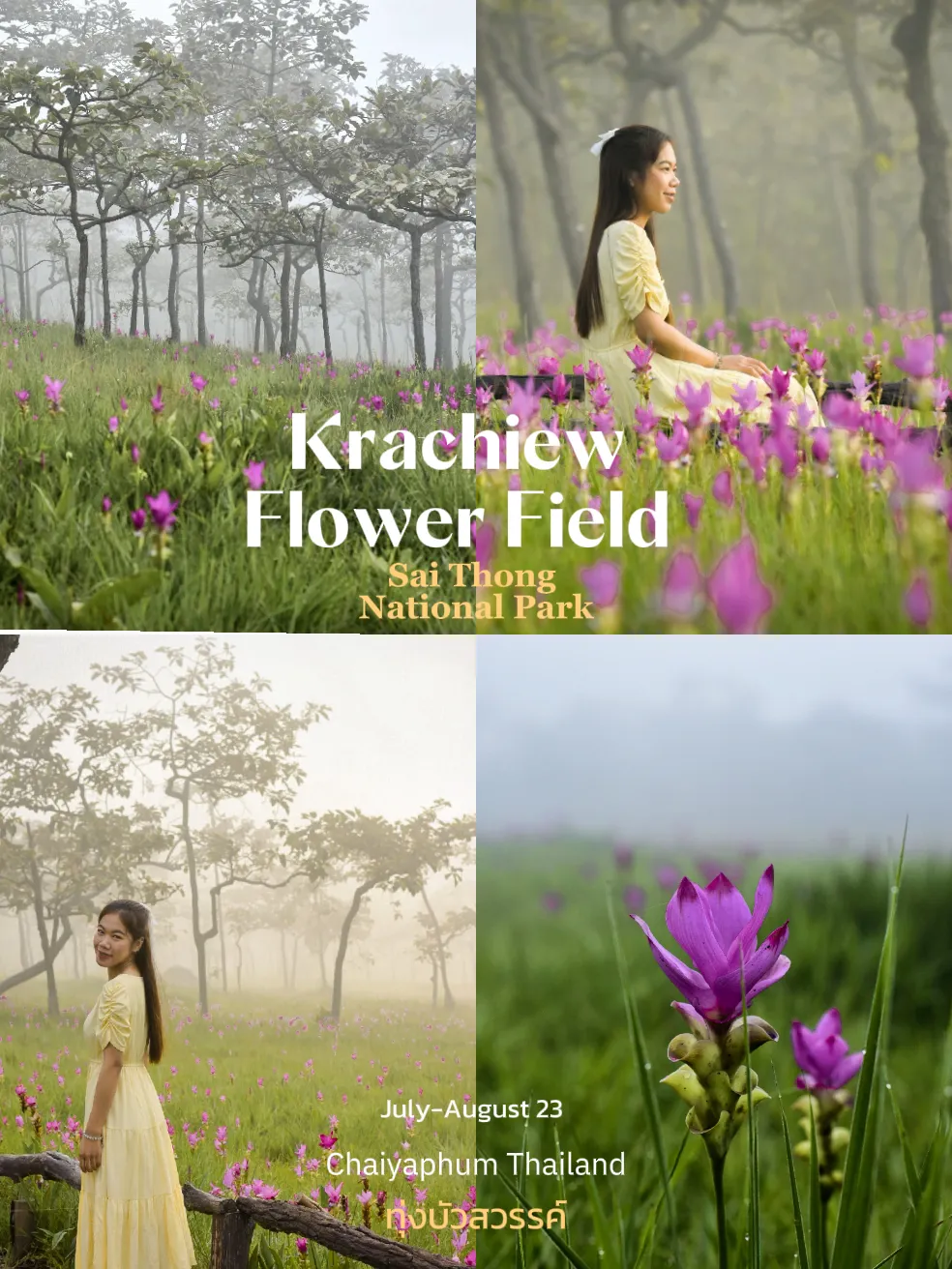 ฮีลใจกับสายหมอกและทุ่งดอกกระเจียว 🌷 | แกลเลอรีที่โพสต์โดย Ploy Kun | Lemon8